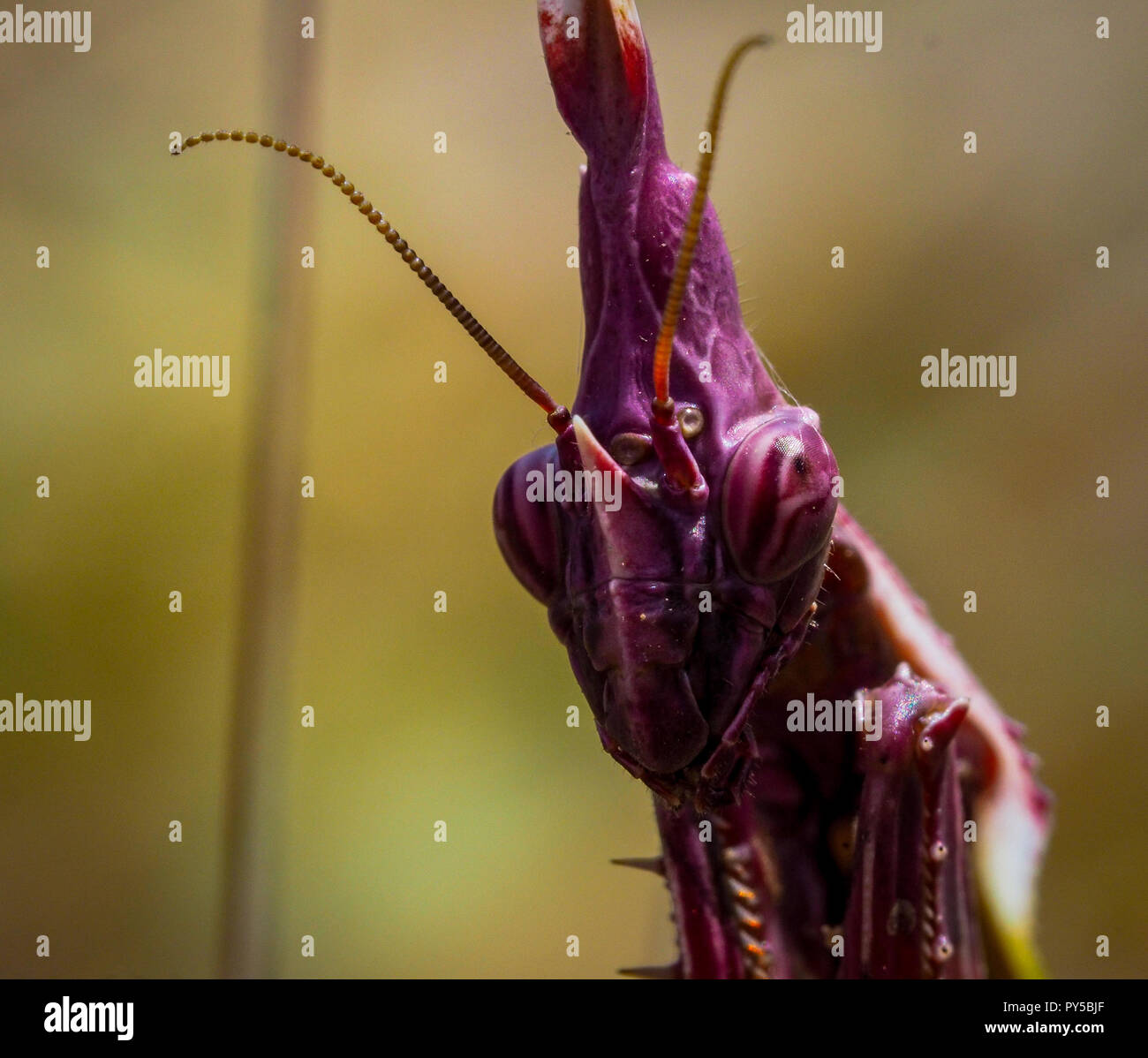 Empusa fasciata hi-res stock photography and images - Alamy