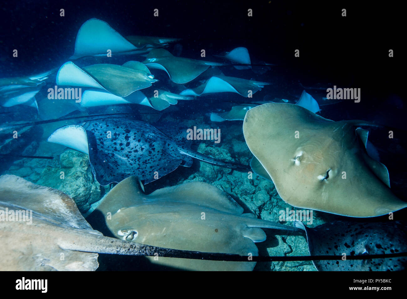 many Stingrays at Stingray city, Maldives Stock Photo - Alamy