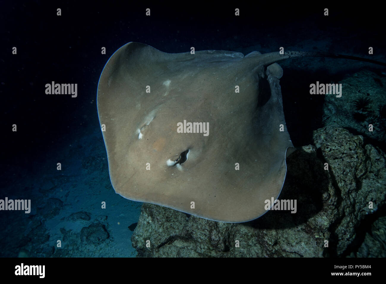 many Stingrays at Stingray city, Maldives Stock Photo - Alamy
