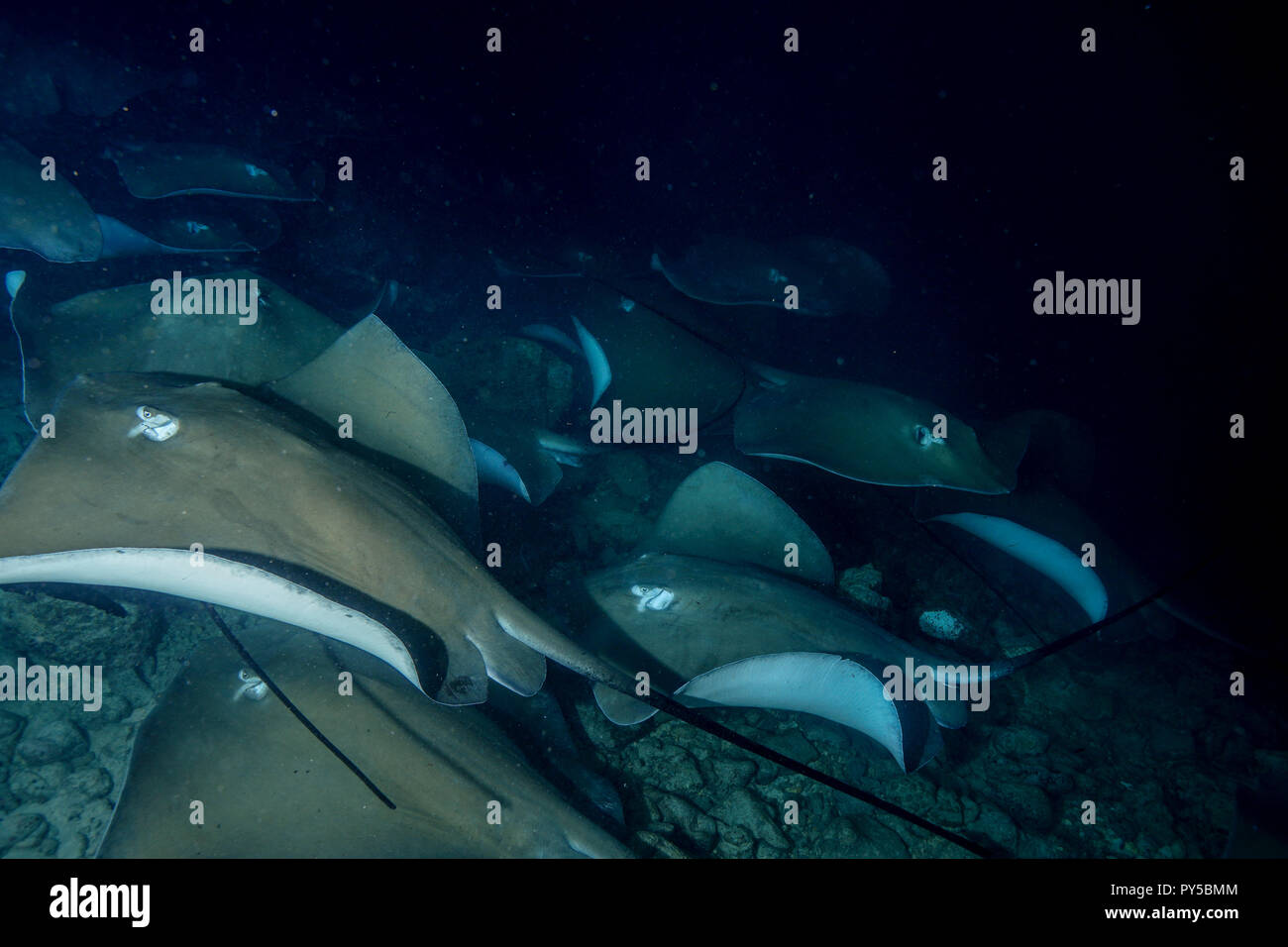 many Stingrays at Stingray city, Maldives Stock Photo - Alamy