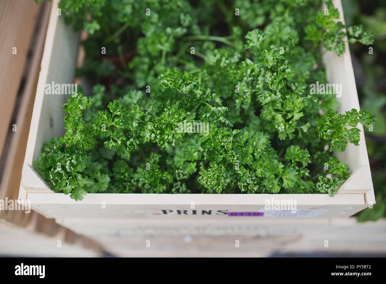 Curly parsley uk hi-res stock photography and images - Alamy