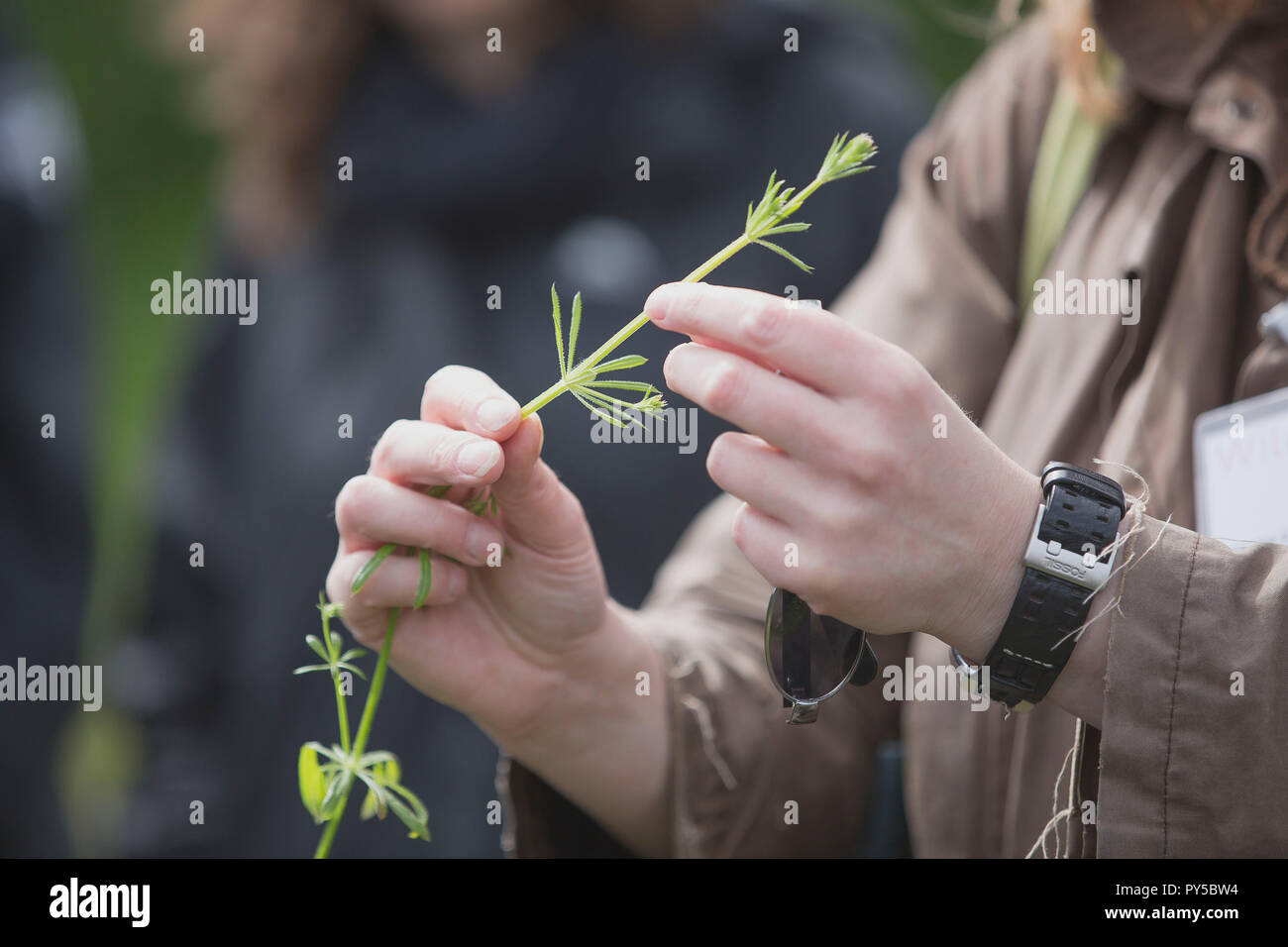 Woman foraging england hi-res stock photography and images - Alamy