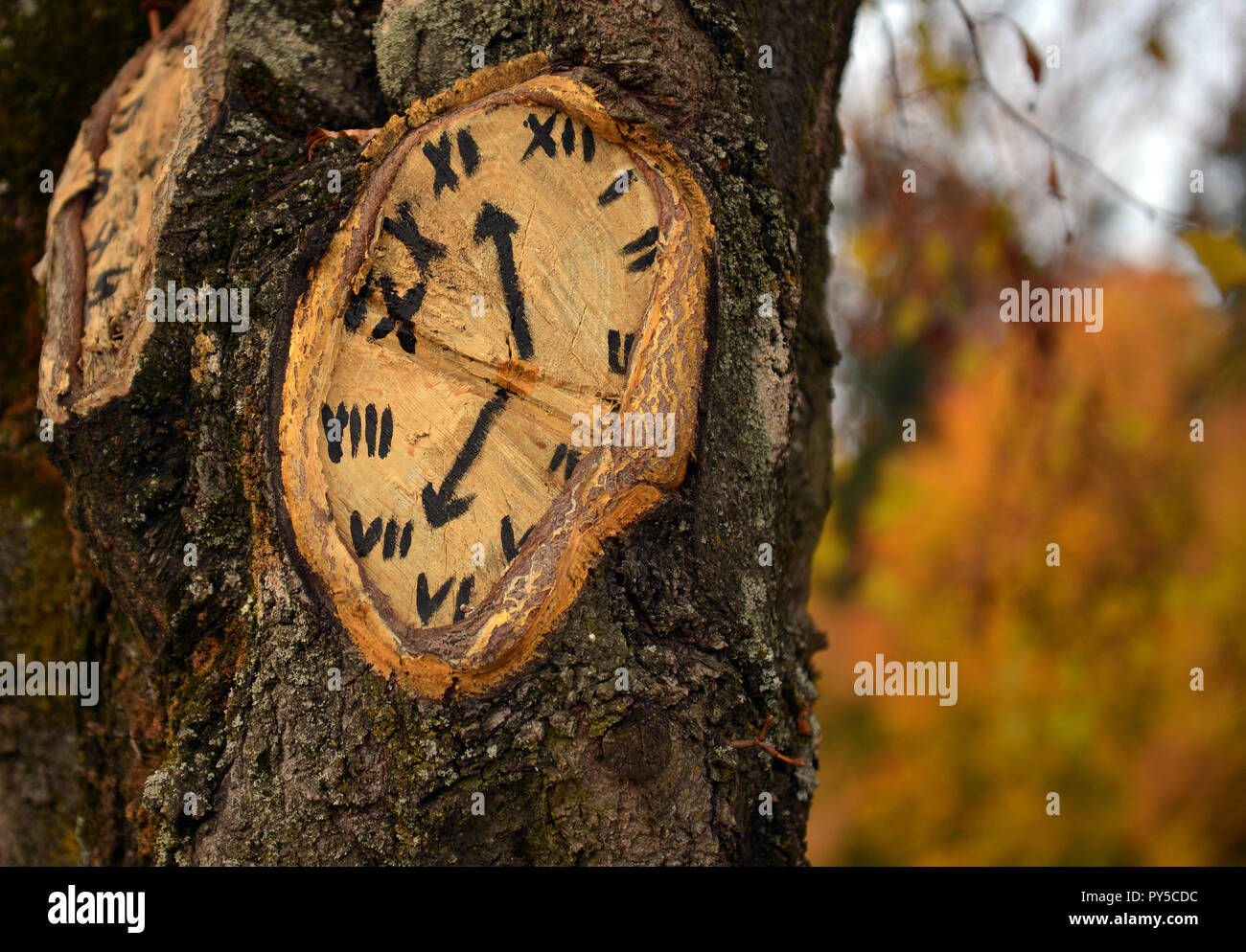 Clock tree in forest clock hi-res stock photography and images - Alamy