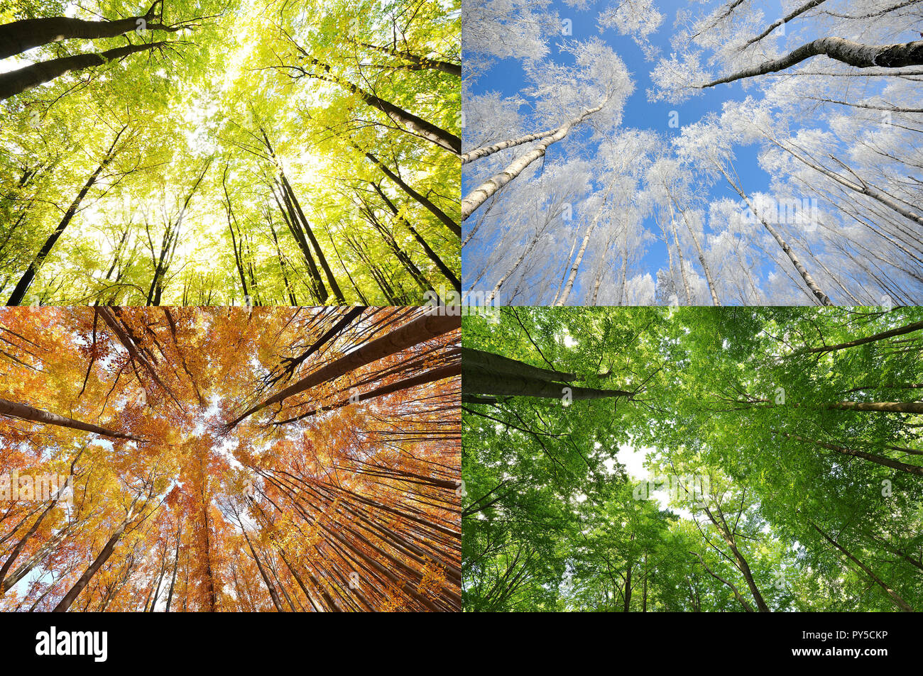 4 seasons collage hi-res stock photography and images - Alamy