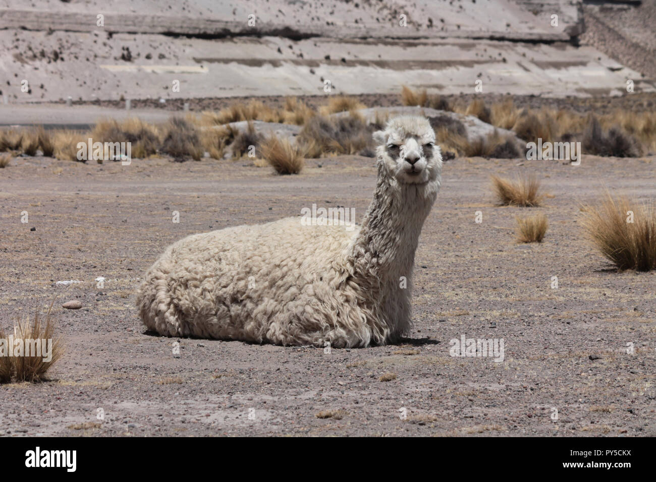 Relaxed alpaca hi-res stock photography and images - Alamy