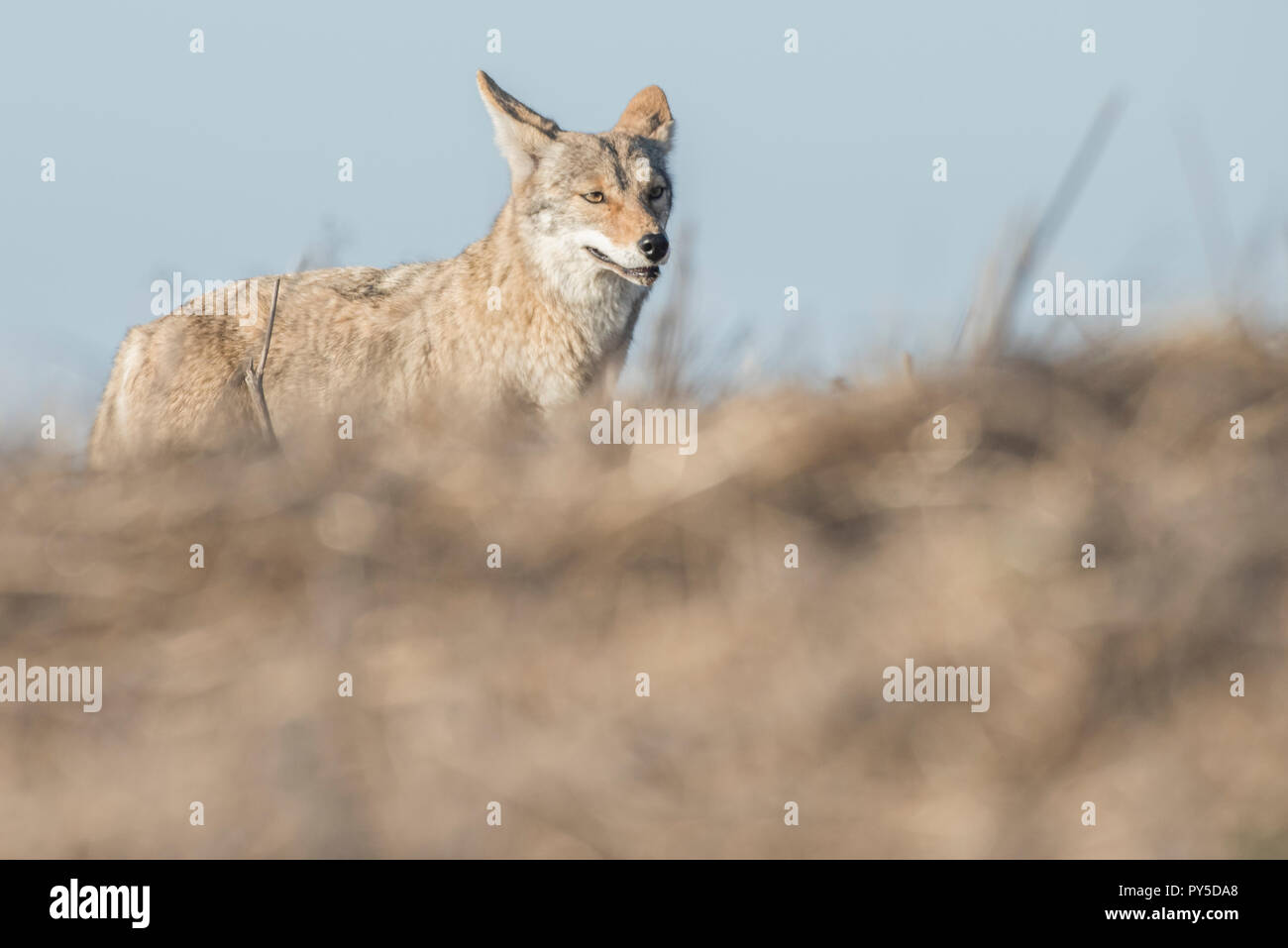 A wild coyote from one of the East Bay's regional parks in CA Stock ...