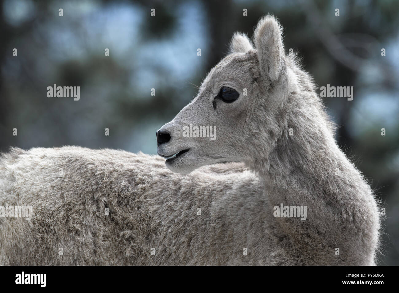 Close up mountain goat hi-res stock photography and images - Alamy