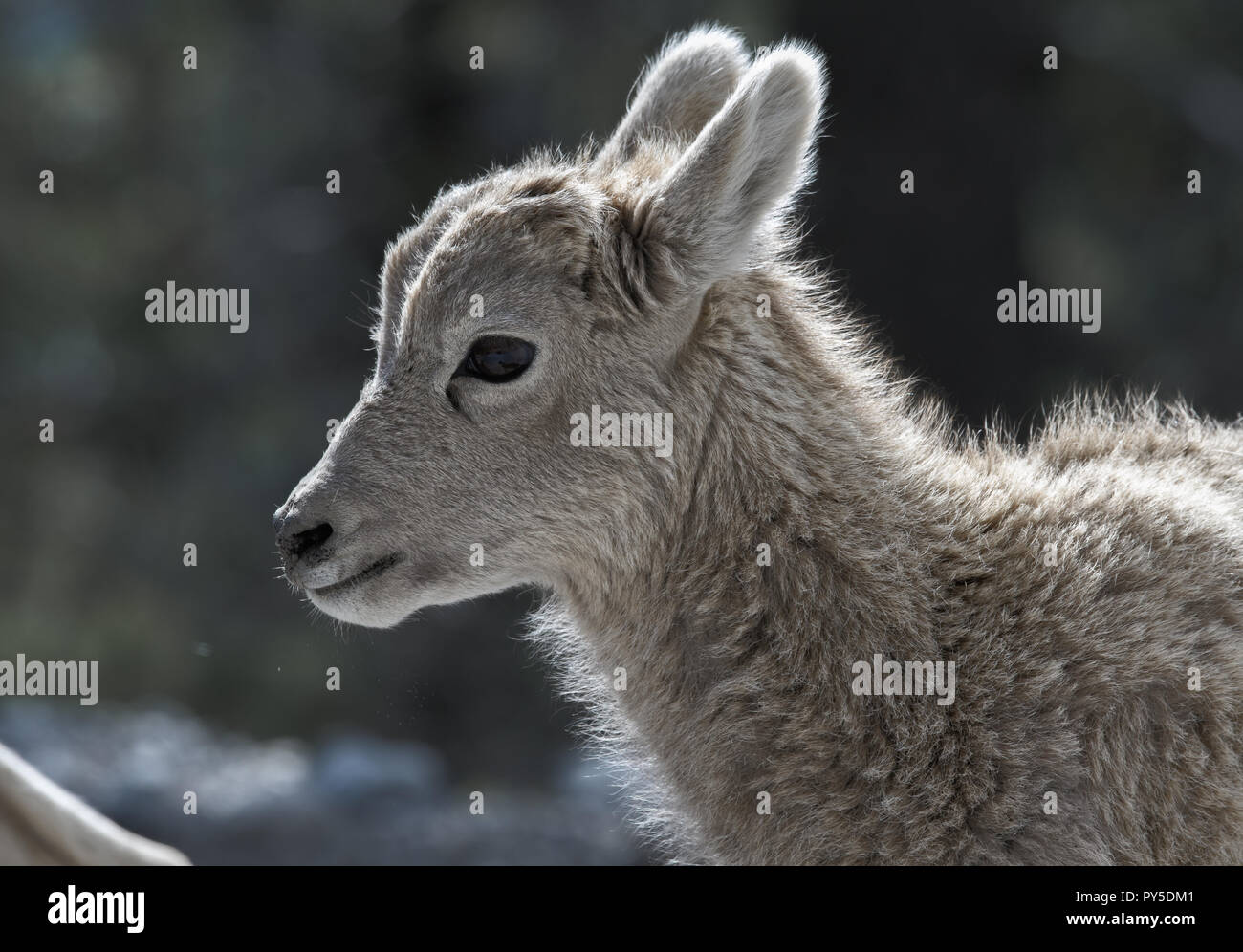 Close up mountain goat hi-res stock photography and images - Alamy