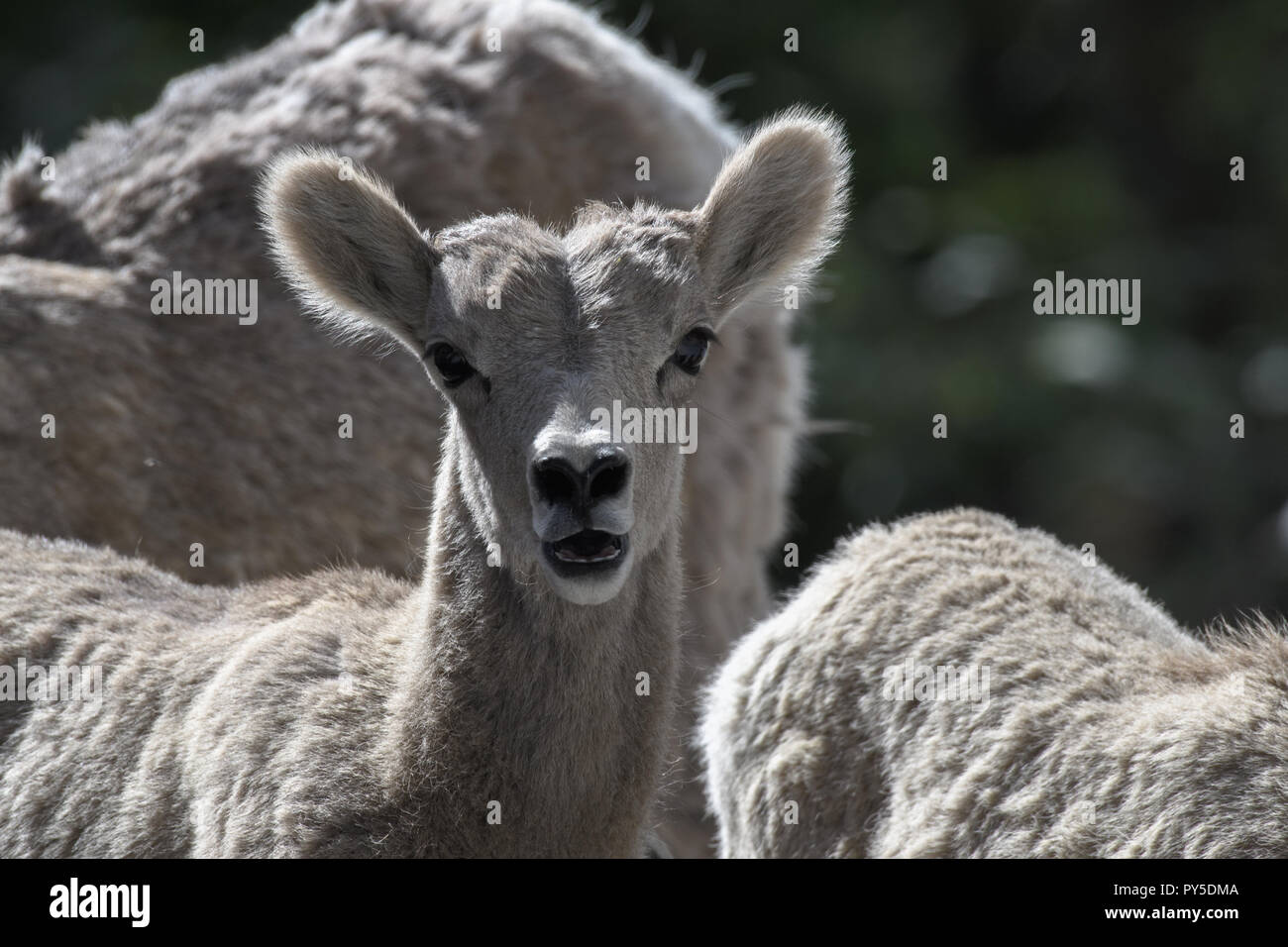 Close up mountain goat hi-res stock photography and images - Alamy