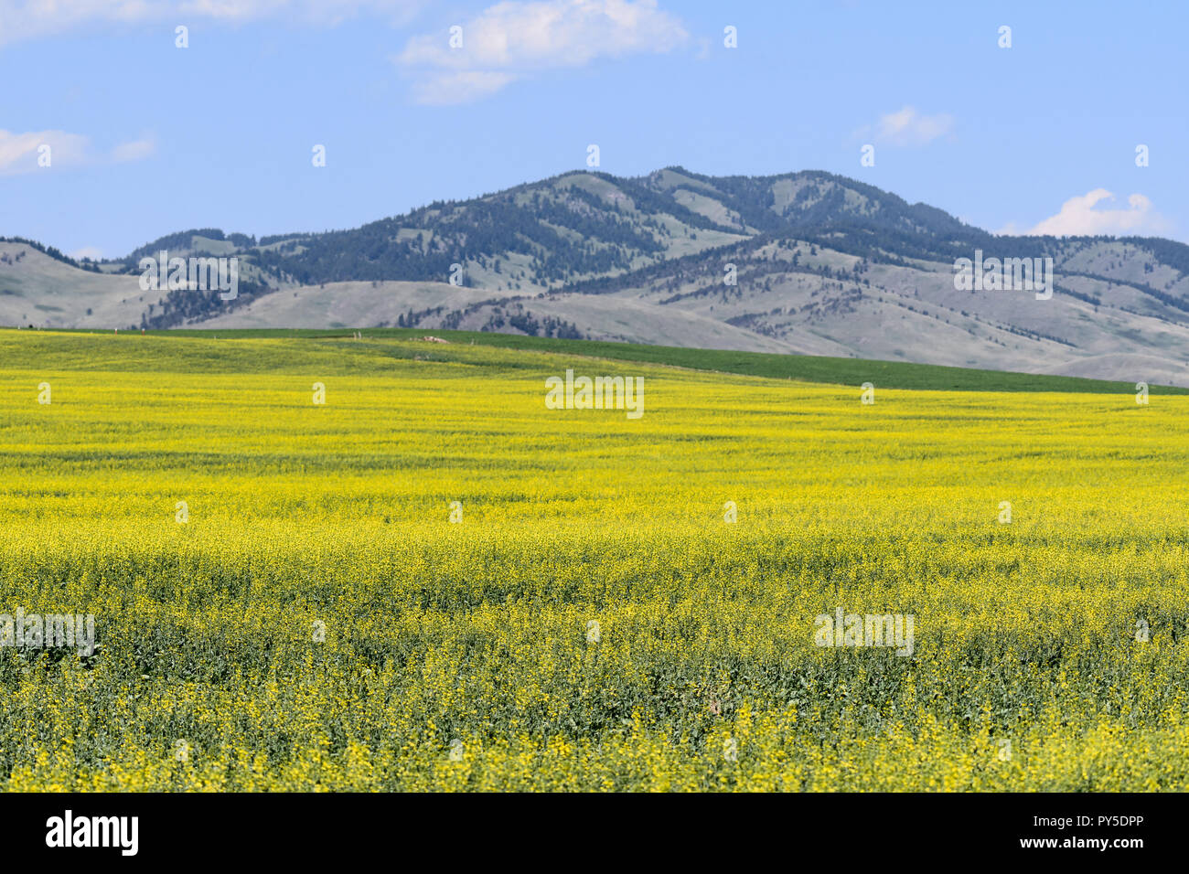 Canola crops in Alberta, Canada Stock Photo - Alamy
