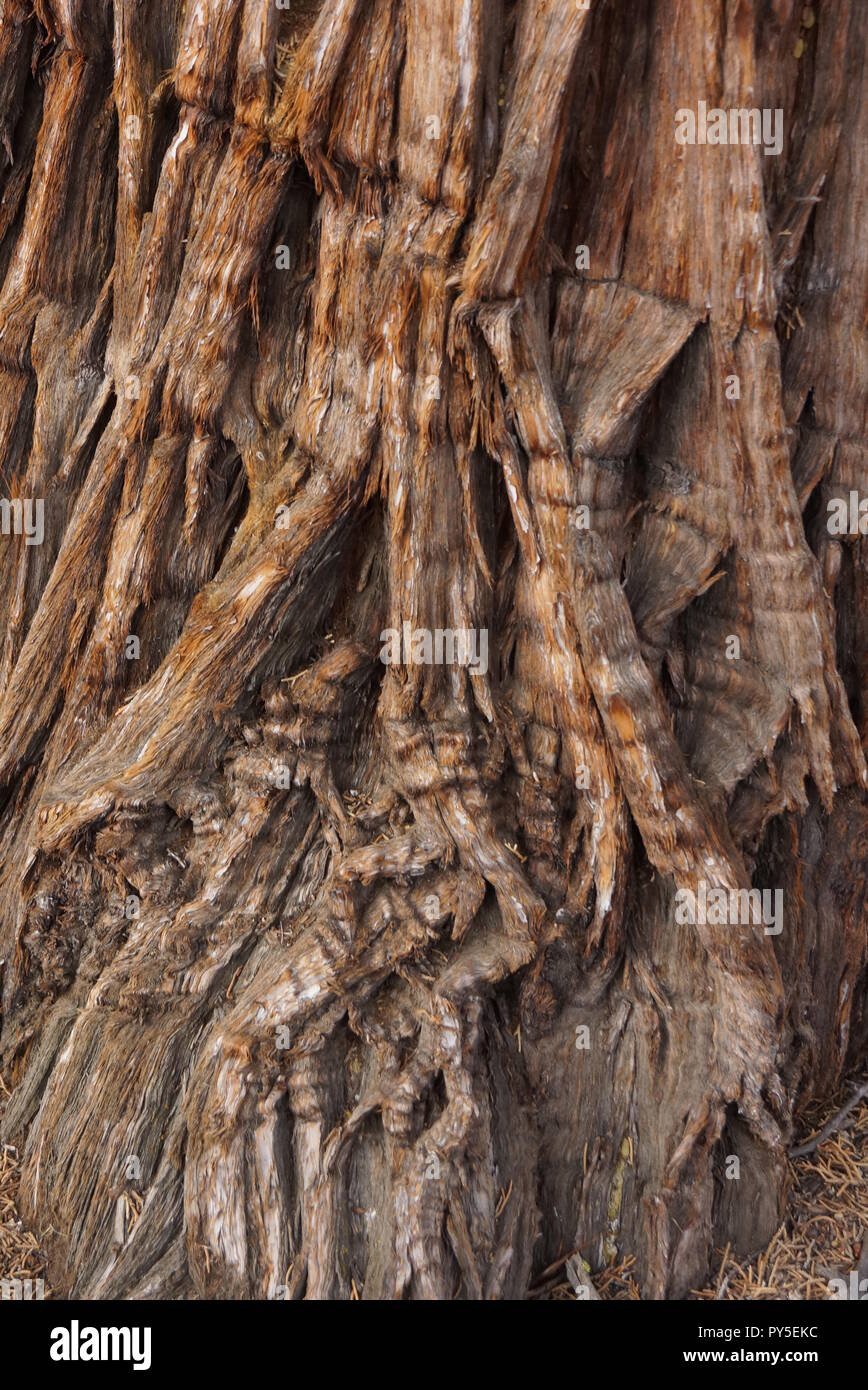 Juniper forms and textures Stock Photo - Alamy