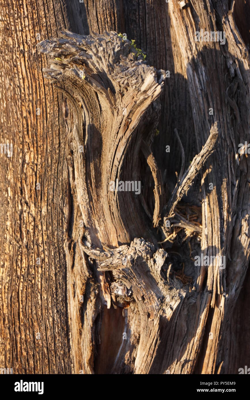 Juniper forms and textures Stock Photo - Alamy