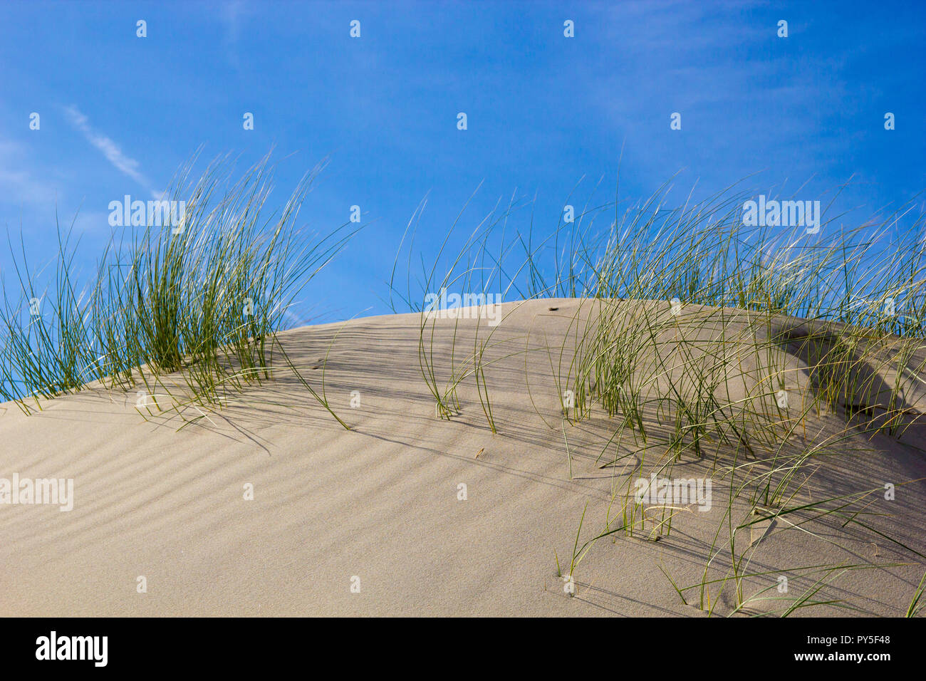 wind rippled sand dune with green grass, white sand and blue sunny sky ...