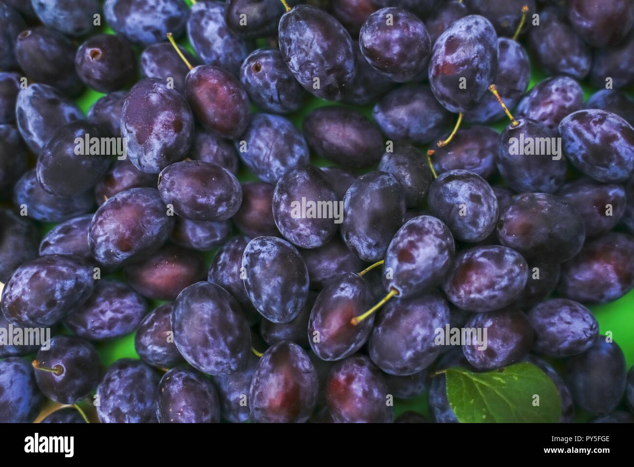 Oblong oval plums photographed from above. The plums fill the picture ...