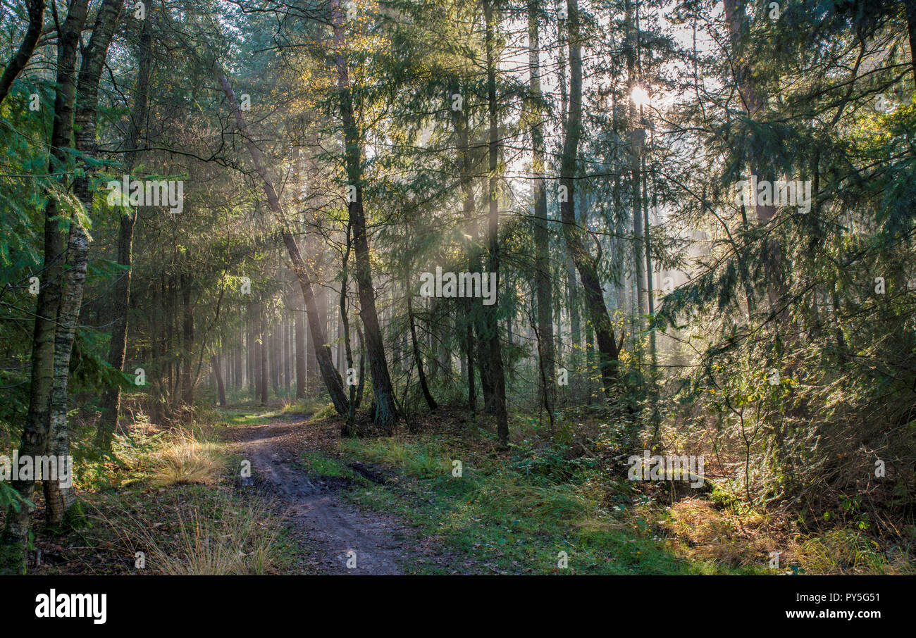 sunlight and sunbeams in the forest in nunspeet in holland park veluwe ...
