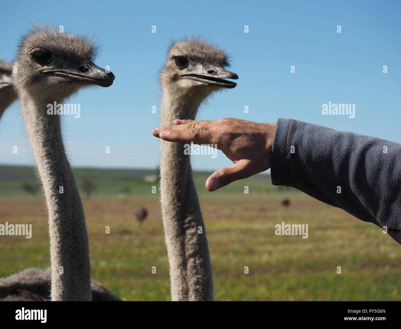 Ostrich biting hand hi-res stock photography and images - Alamy