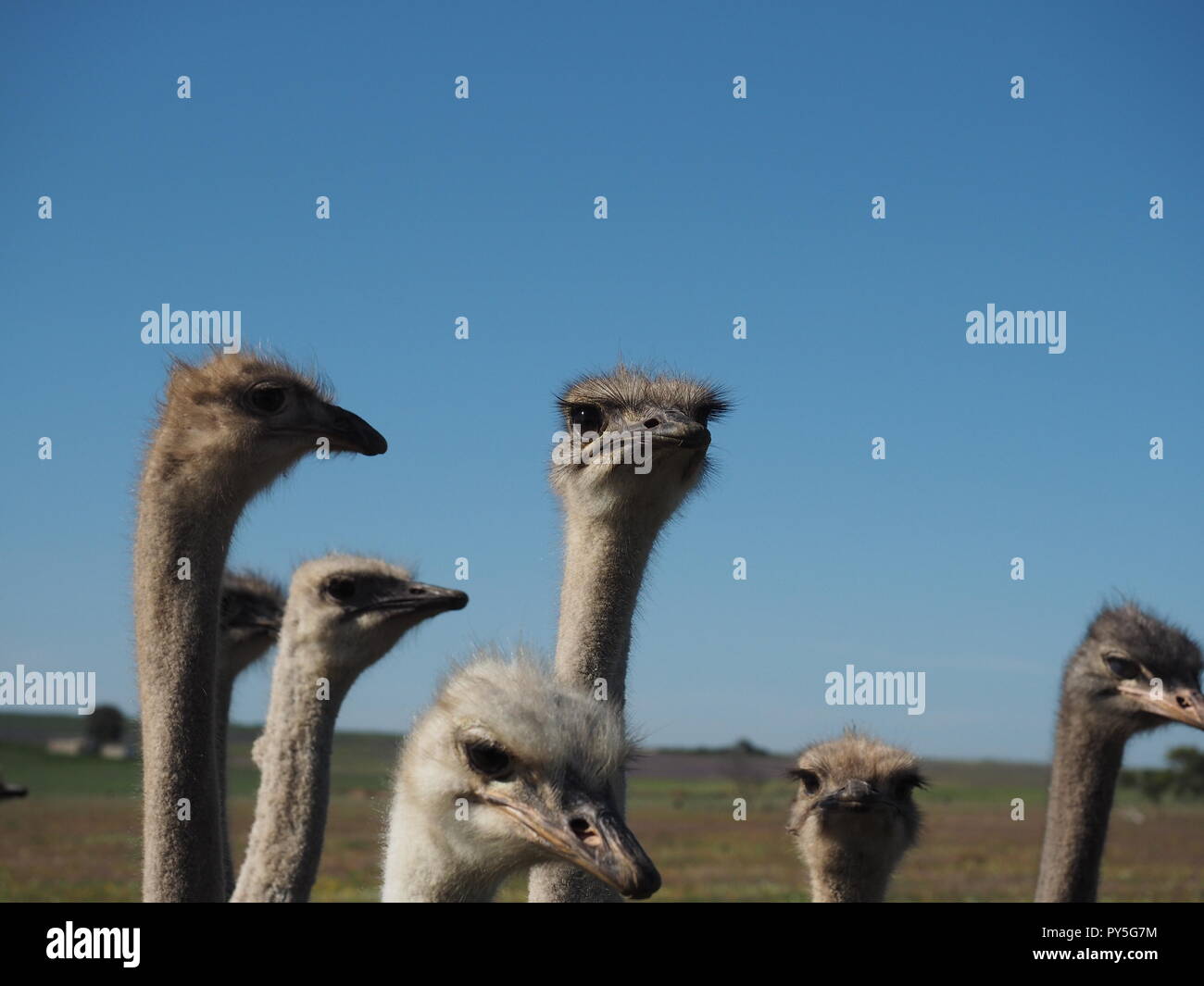Ostrich biting hand hi-res stock photography and images - Alamy