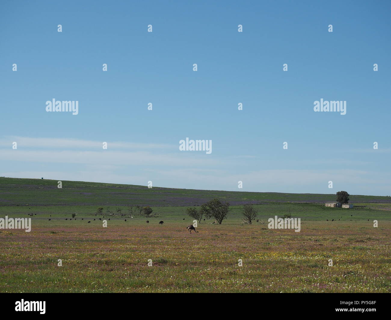 Ostrich in farm hi-res stock photography and images - Alamy
