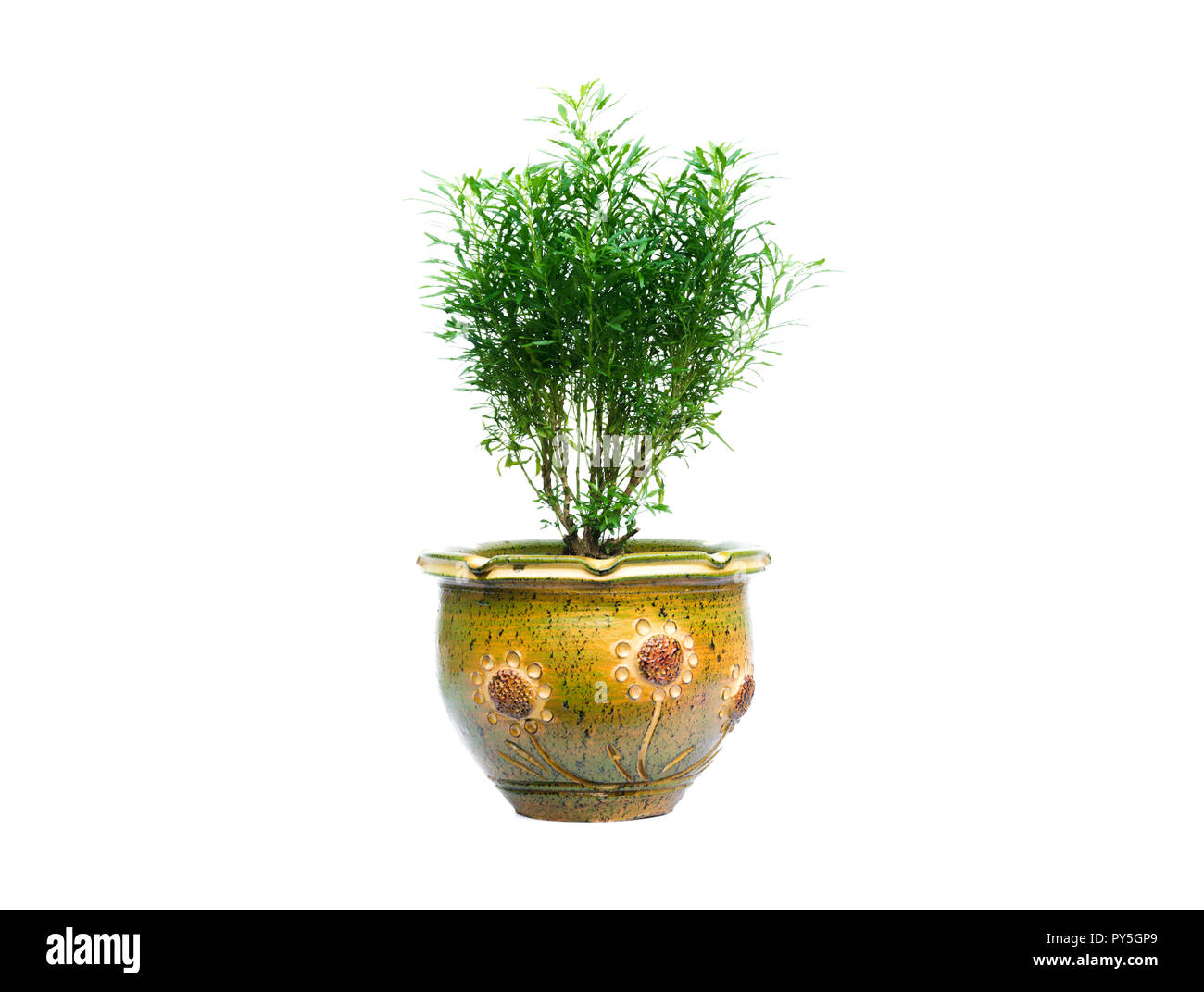 Trees in pots Cut Out Stock Images & Pictures - Alamy
