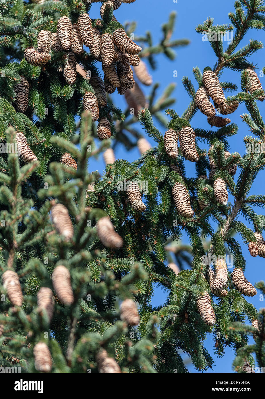 Spruce and pins forests hi-res stock photography and images - Alamy