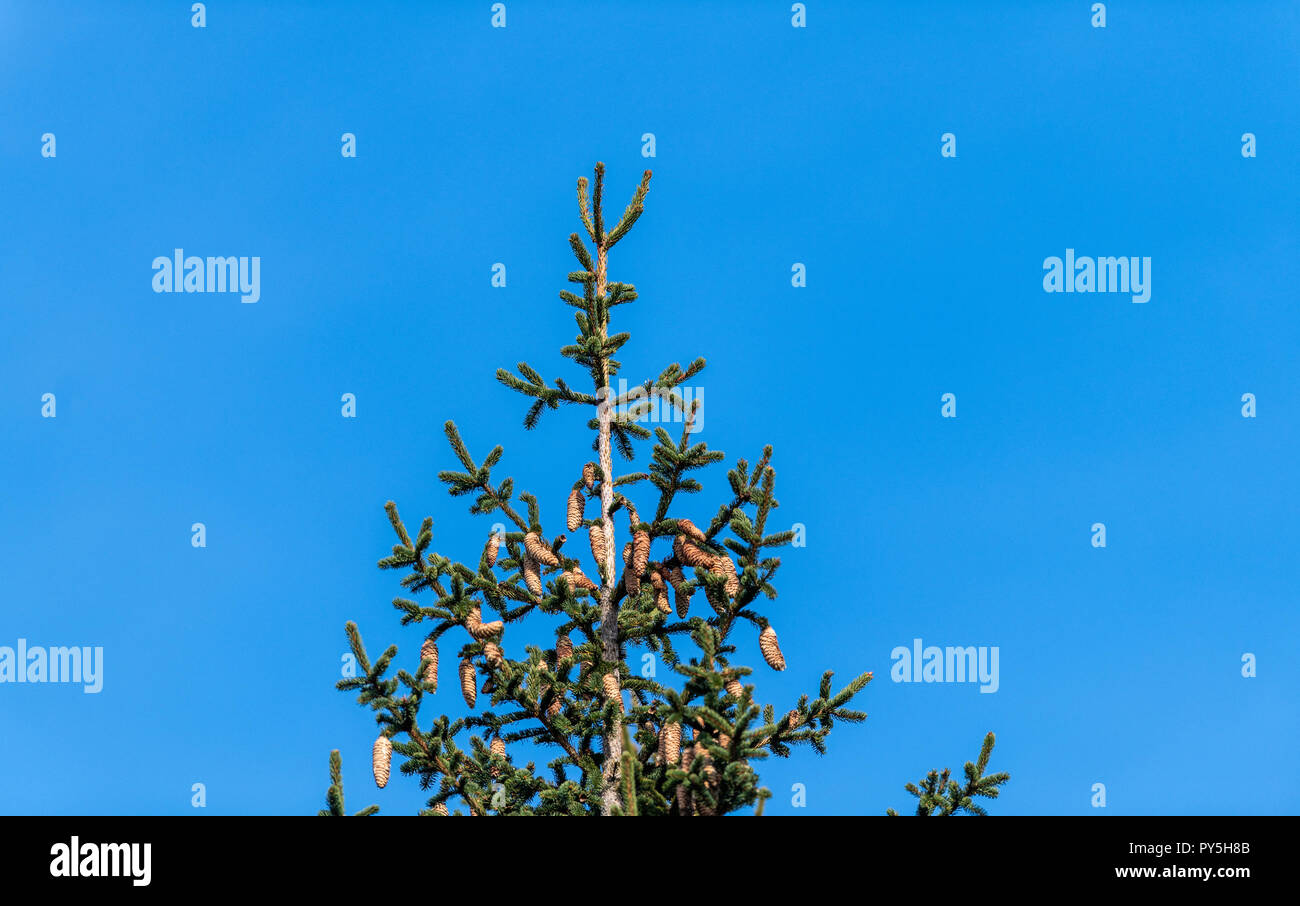 Spruce and pins forests hi-res stock photography and images - Alamy