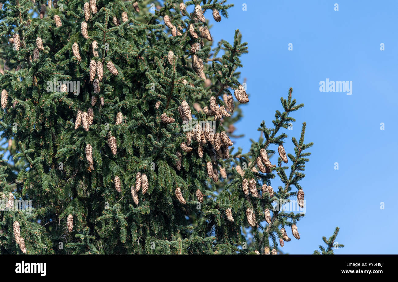 Spruce and pins forests hi-res stock photography and images - Alamy