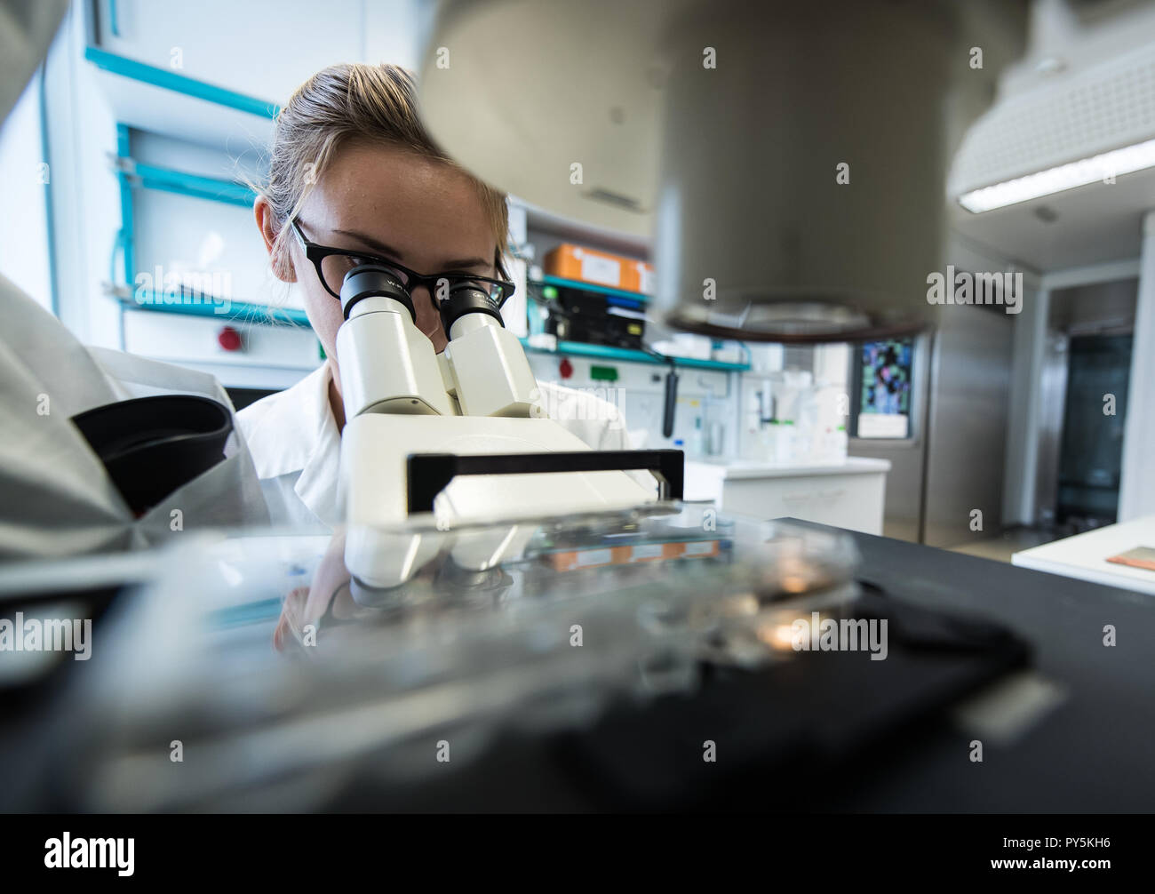 25 October 2018, Hessen, Langen: One member of staff works at the Gene Research Laboratory of ...