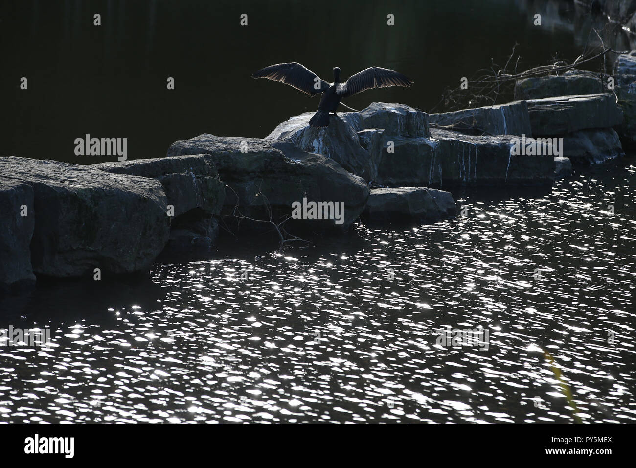Parc Cwm Darren, South Wales. 25th Oct 2018. UK Weather: A Cormorant is ...
