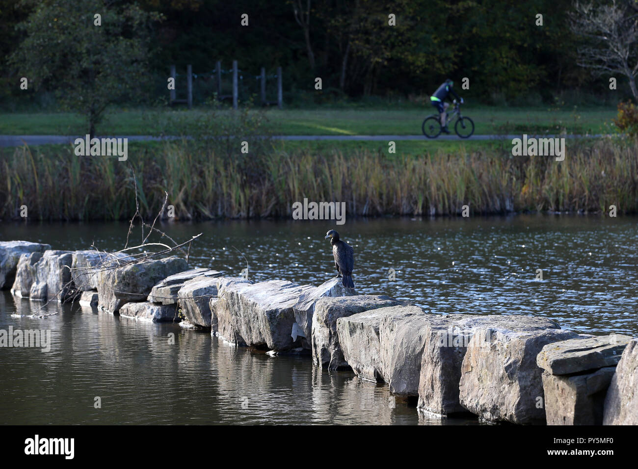 Parc Cwm Darren, South Wales. 25th Oct 2018. UK Weather: A Cormorant is ...