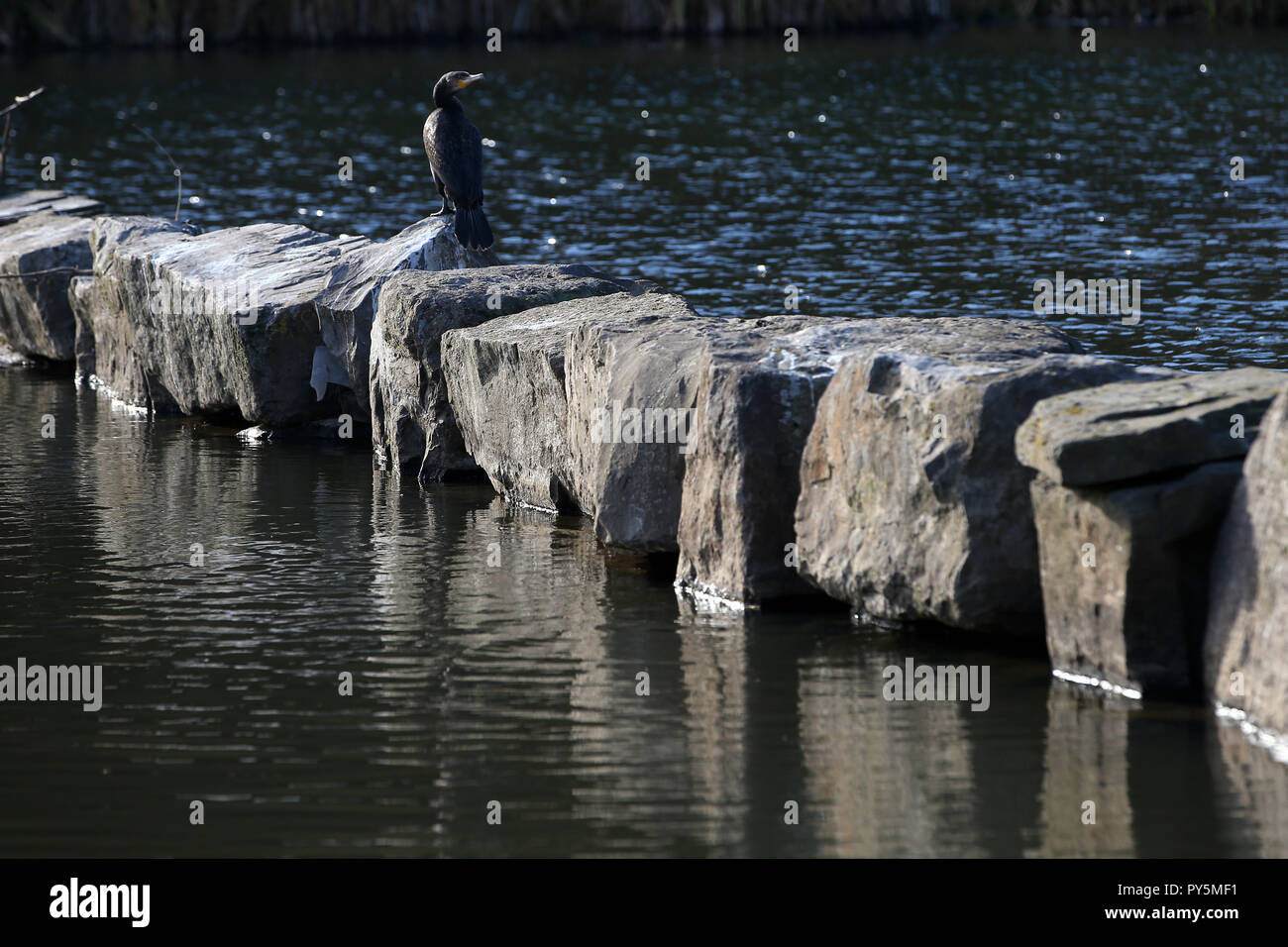Parc Cwm Darren, South Wales. 25th Oct 2018. UK Weather: A Cormorant is ...