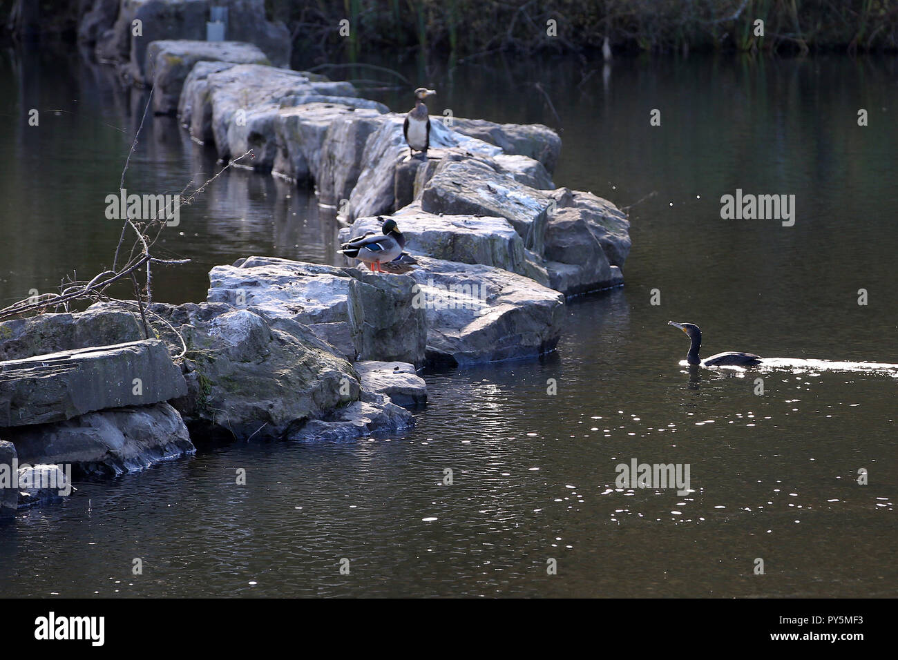 Parc Cwm Darren, South Wales. 25th Oct 2018. UK Weather: A Cormorant (r ...