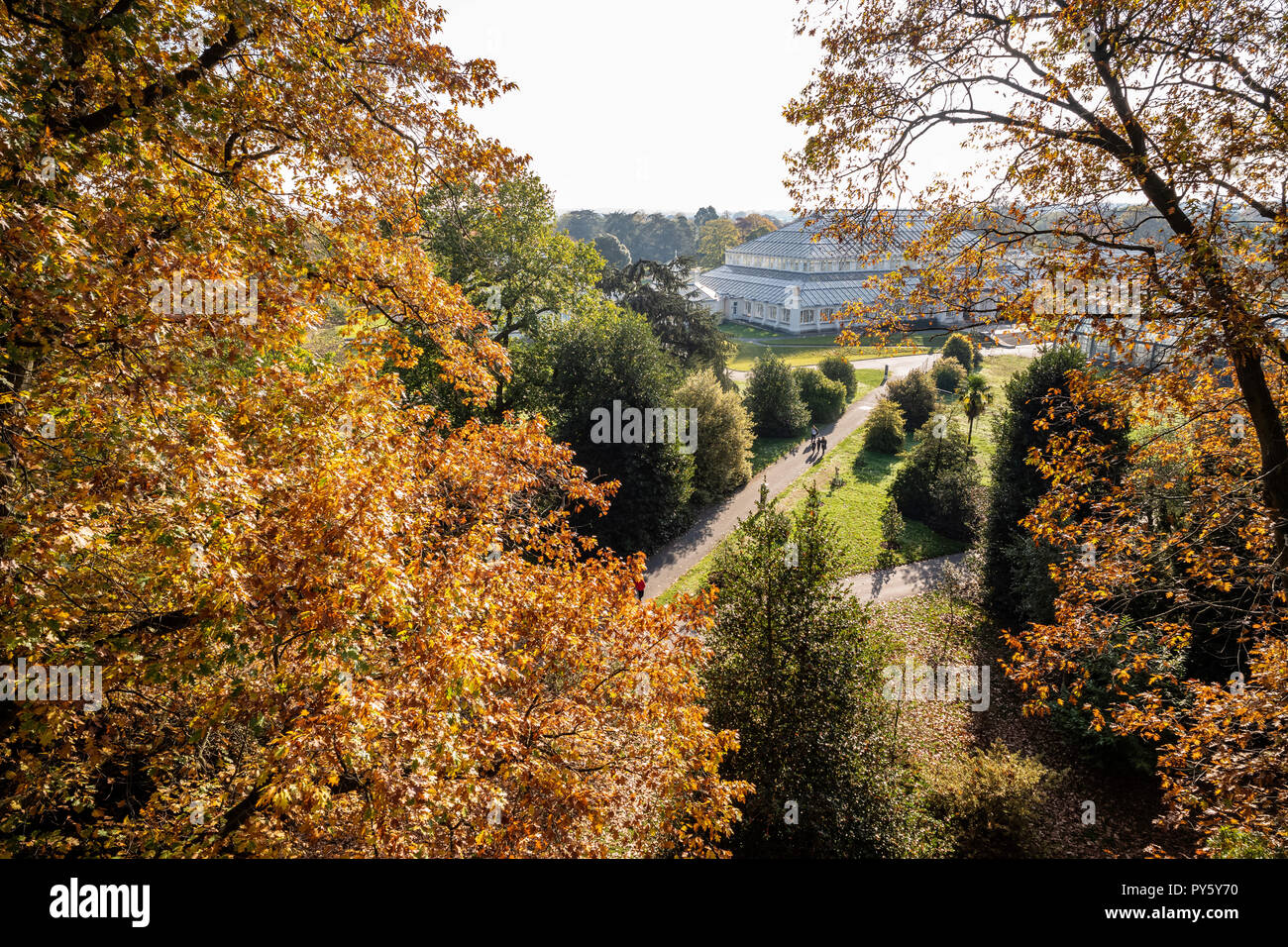 Autumn in Kew Gardens views from the Treetop Walkway over Temperate ...