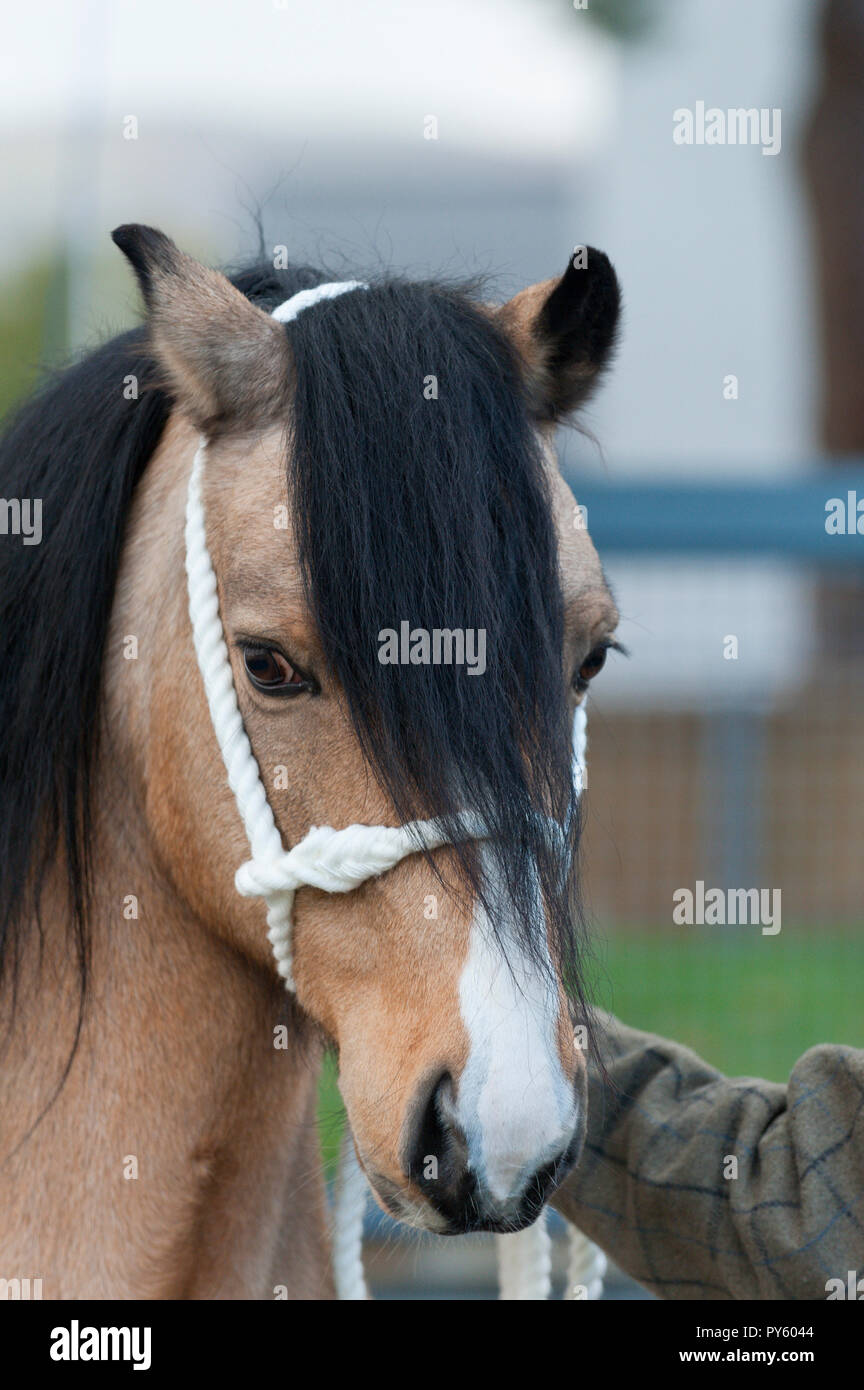 Builth Wells, Powys, Wales, UK. 26th October, 2018. A cob sports a ...