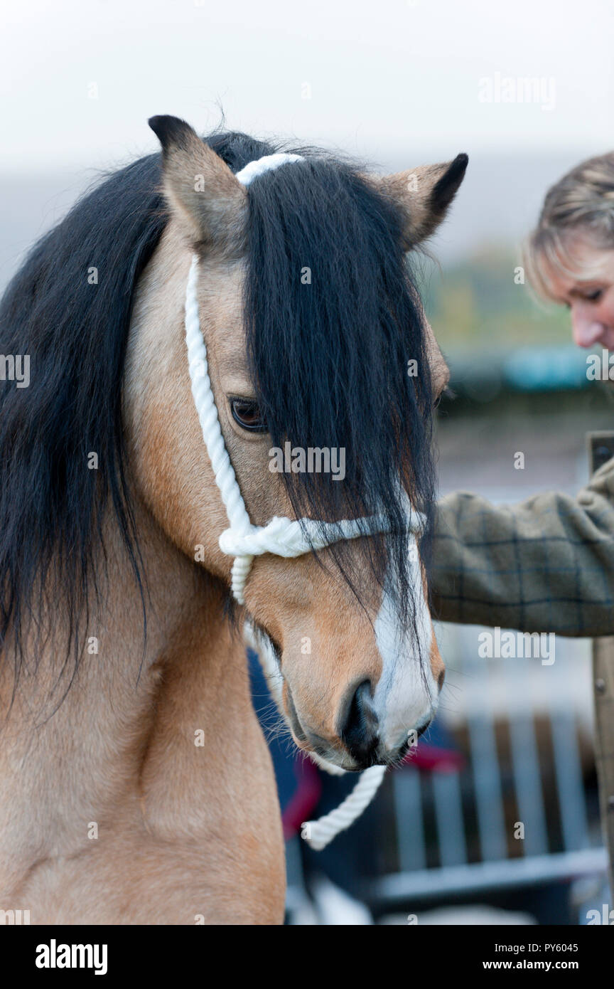 Builth Wells, Powys, Wales, UK. 26th October, 2018. A cob sports a ...