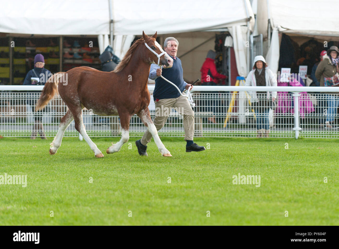 C m russell horse hi-res stock photography and images - Alamy
