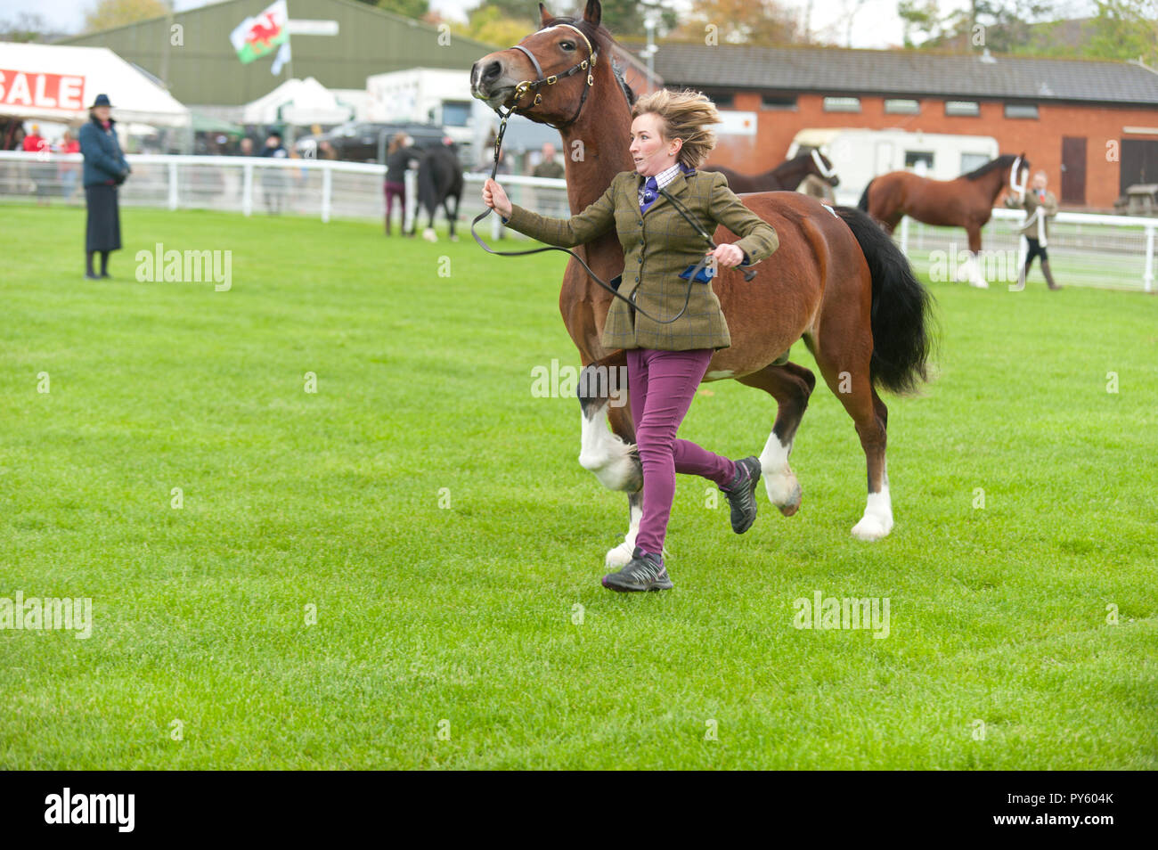 Builth Wells, Powys, Wales, UK. 26th October, 2018. Welsh Pony Cob ...