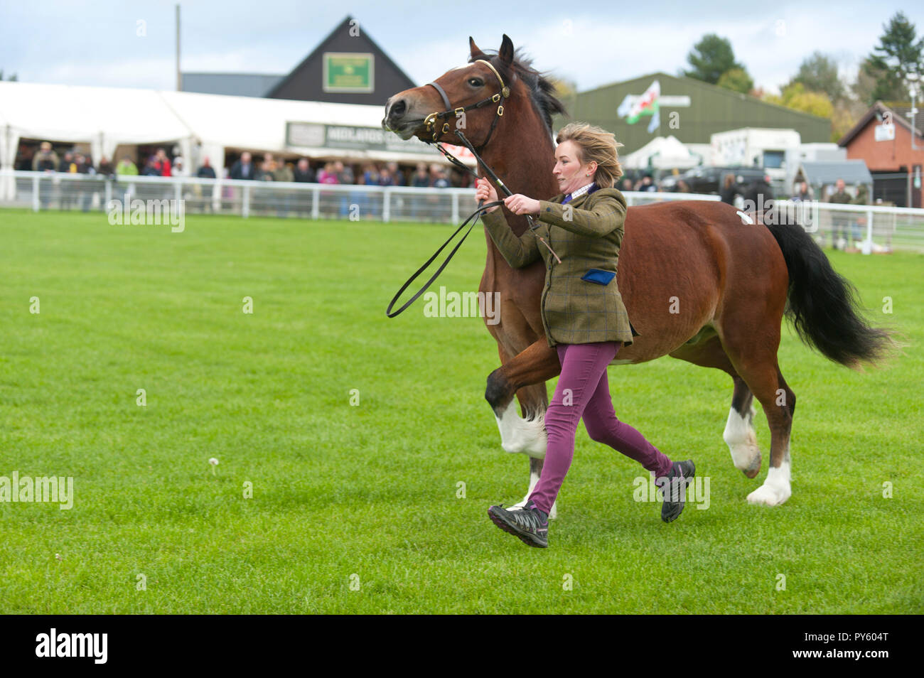 Builth Wells, Powys, Wales, UK. 26th October, 2018. Welsh Pony Cob ...