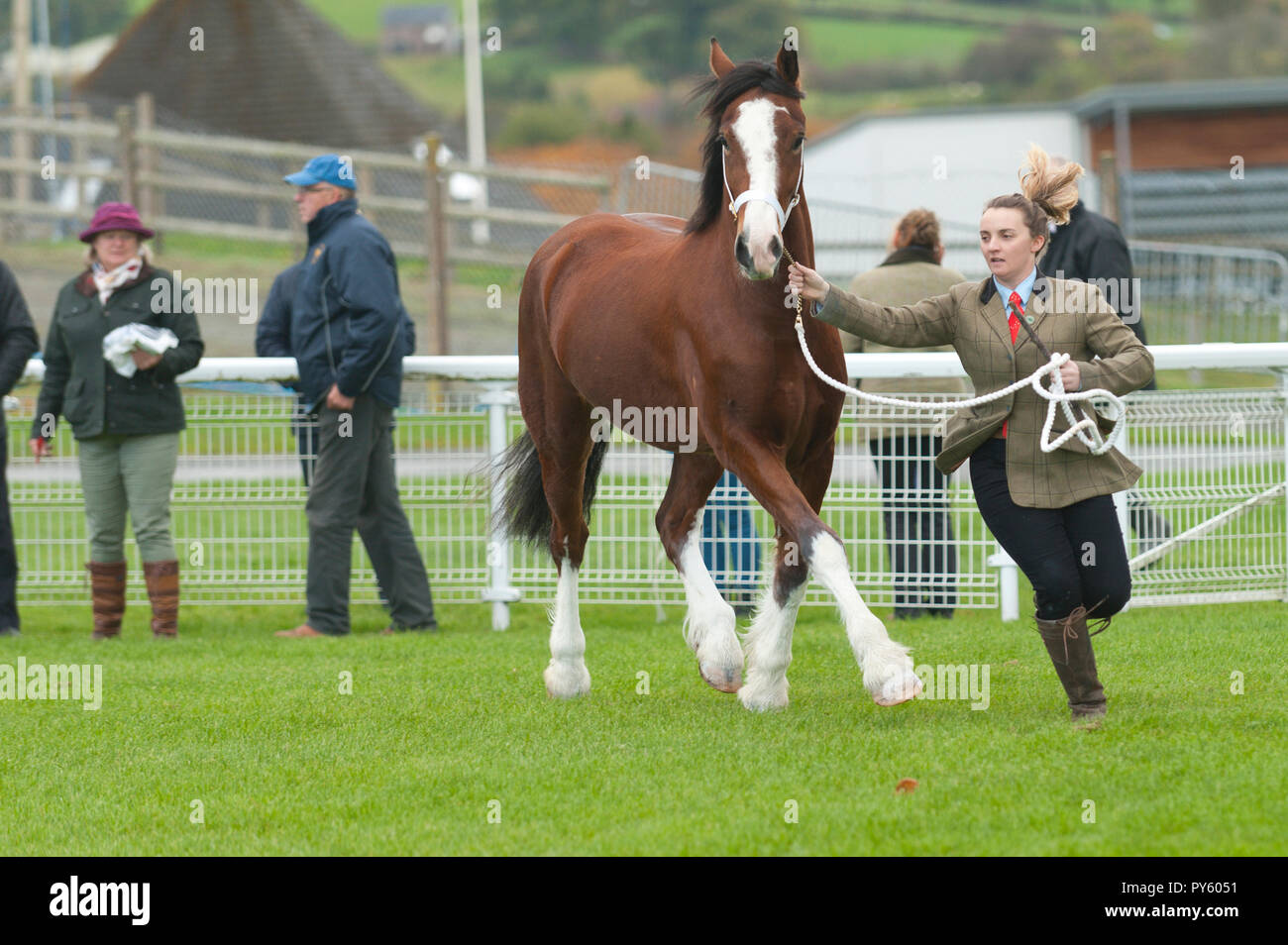 Builth Wells, Powys, Wales, UK. 26th October, 2018. Welsh Pony Cob ...