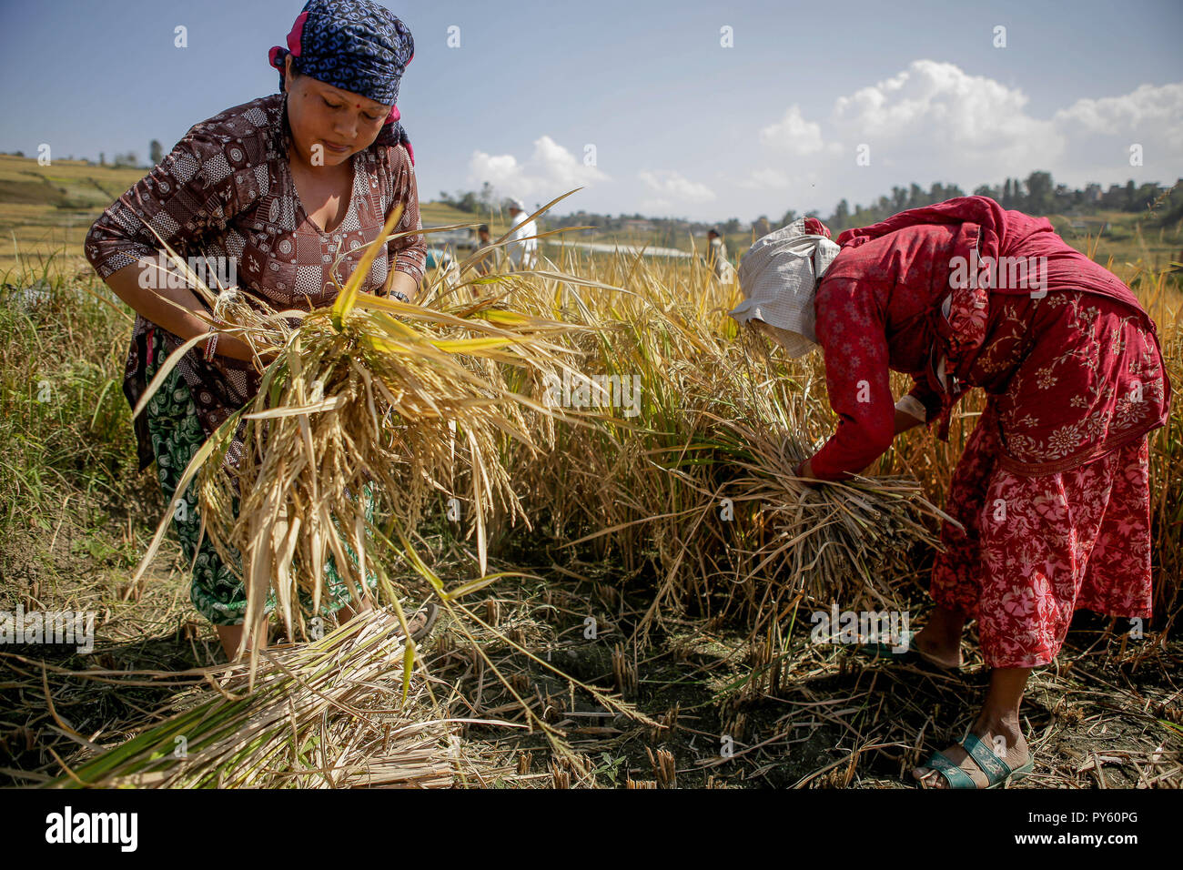 Nepalese farmersharvest rice in the field. Agriculture remains an ...