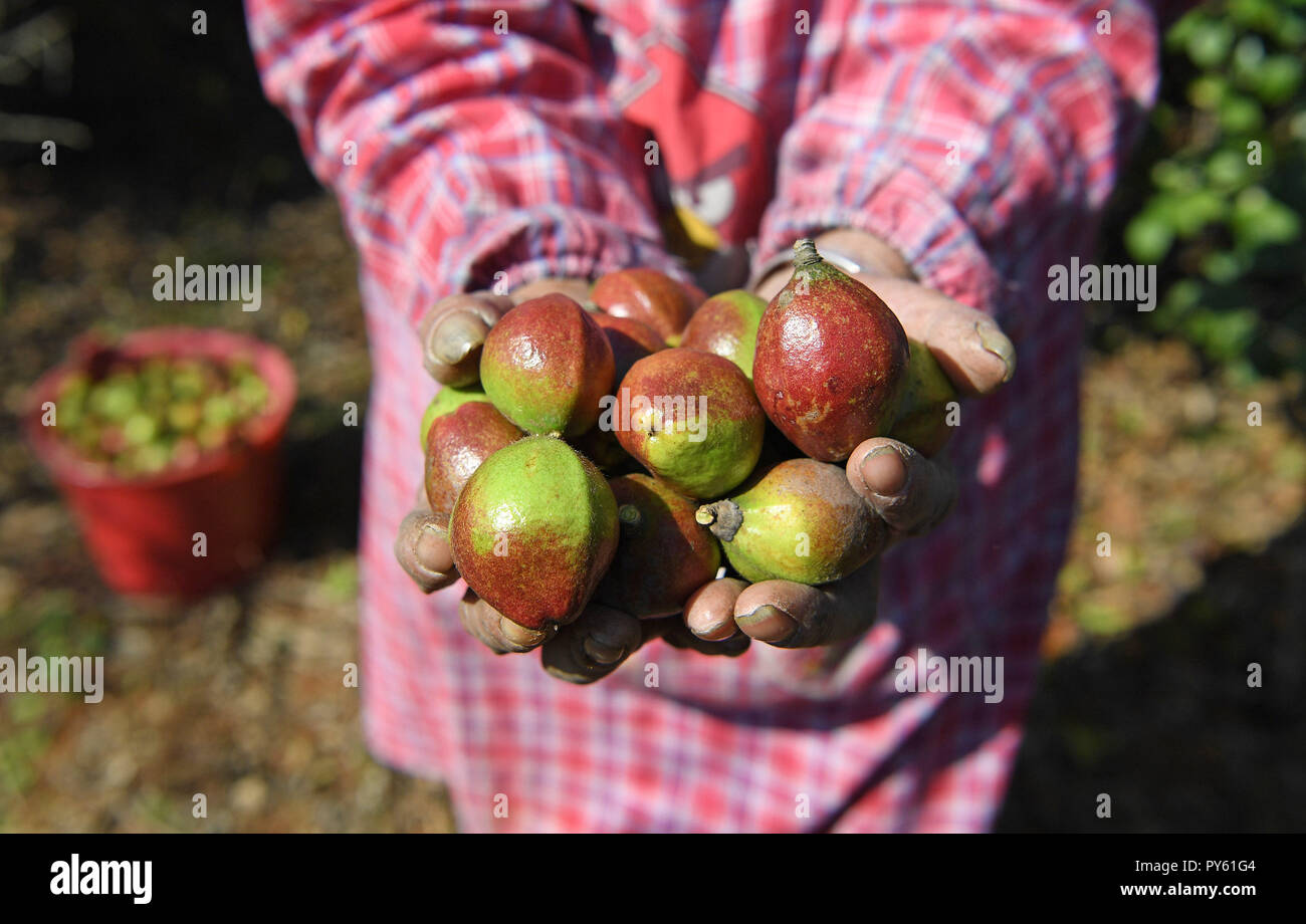 (181026) -- YICHUN, Oct. 26, 2018 (Xinhua) -- A farmer shows harvested ...