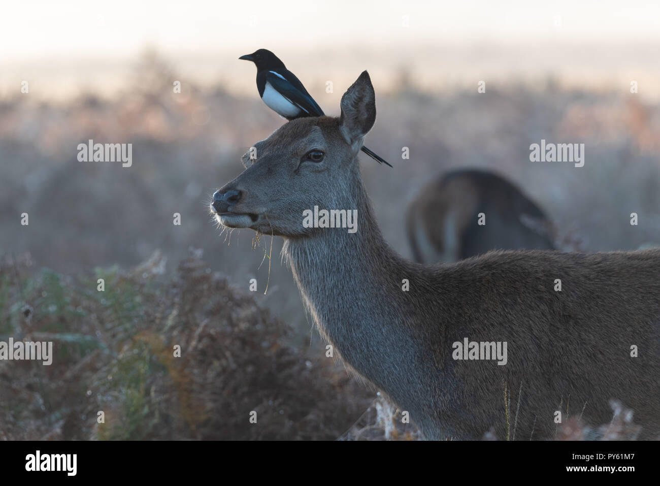 Fun shot red deer hi-res stock photography and images - Alamy