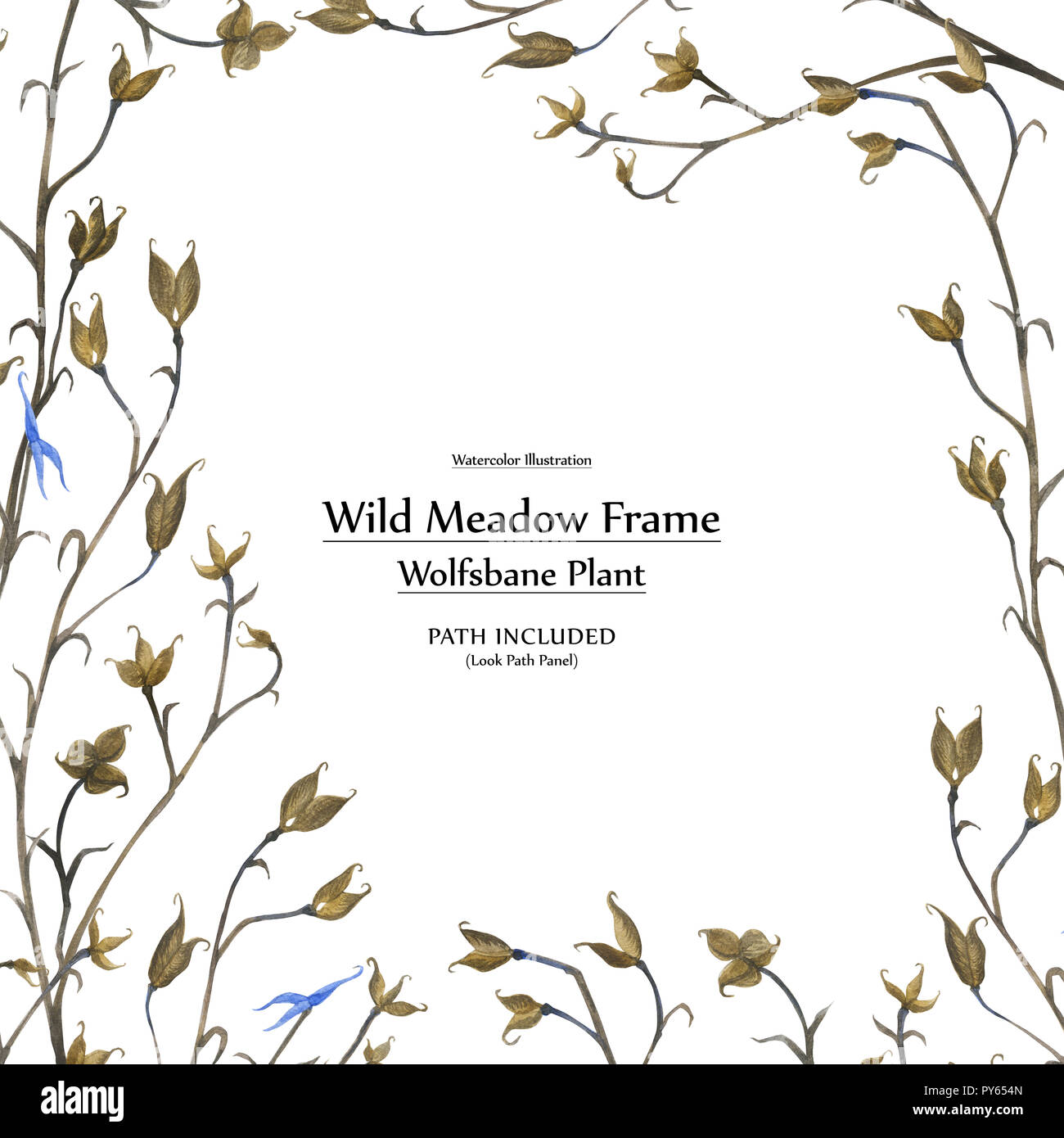 Nature design by watercolor. Aconitum plant square frame. Isolated ...