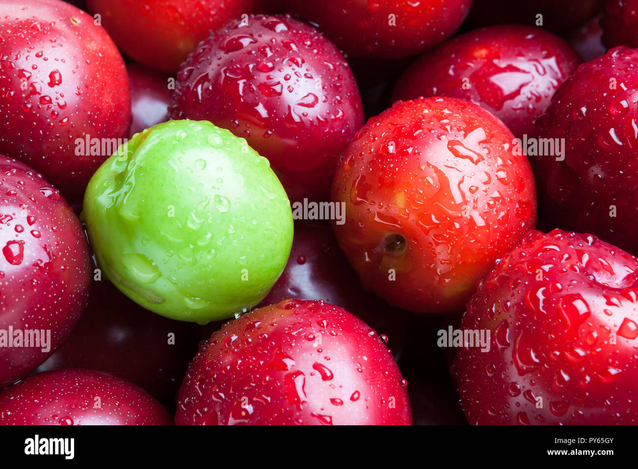 One fresh wet plum hi-res stock photography and images - Alamy