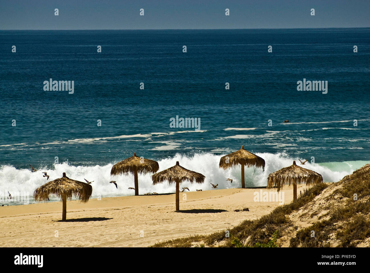 Seagulls, big waves, palapas on Gulf of California (Sea of Cortez ...