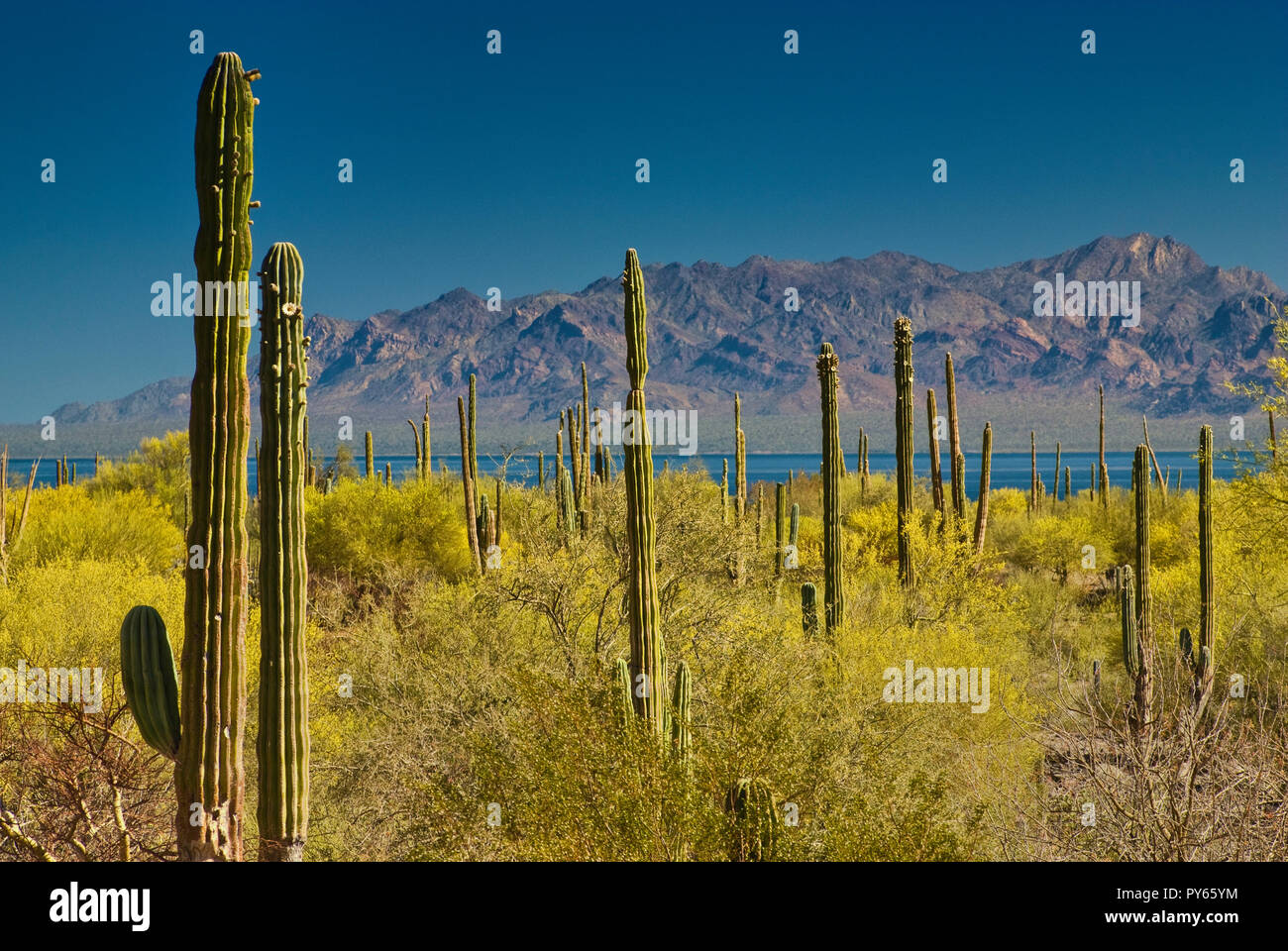 Junco shrubs in bloom and cardon cacti at Desierto Central near Bahia ...