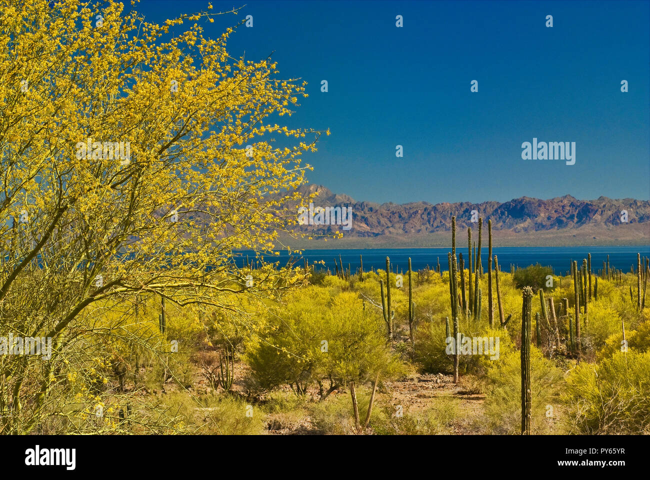Junco shrubs in bloom and cardon cacti at Desierto Central near Bahia ...