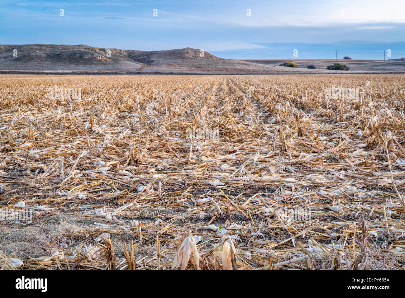 dusk over a corn field after harvest in northern Colorado Stock Photo ...