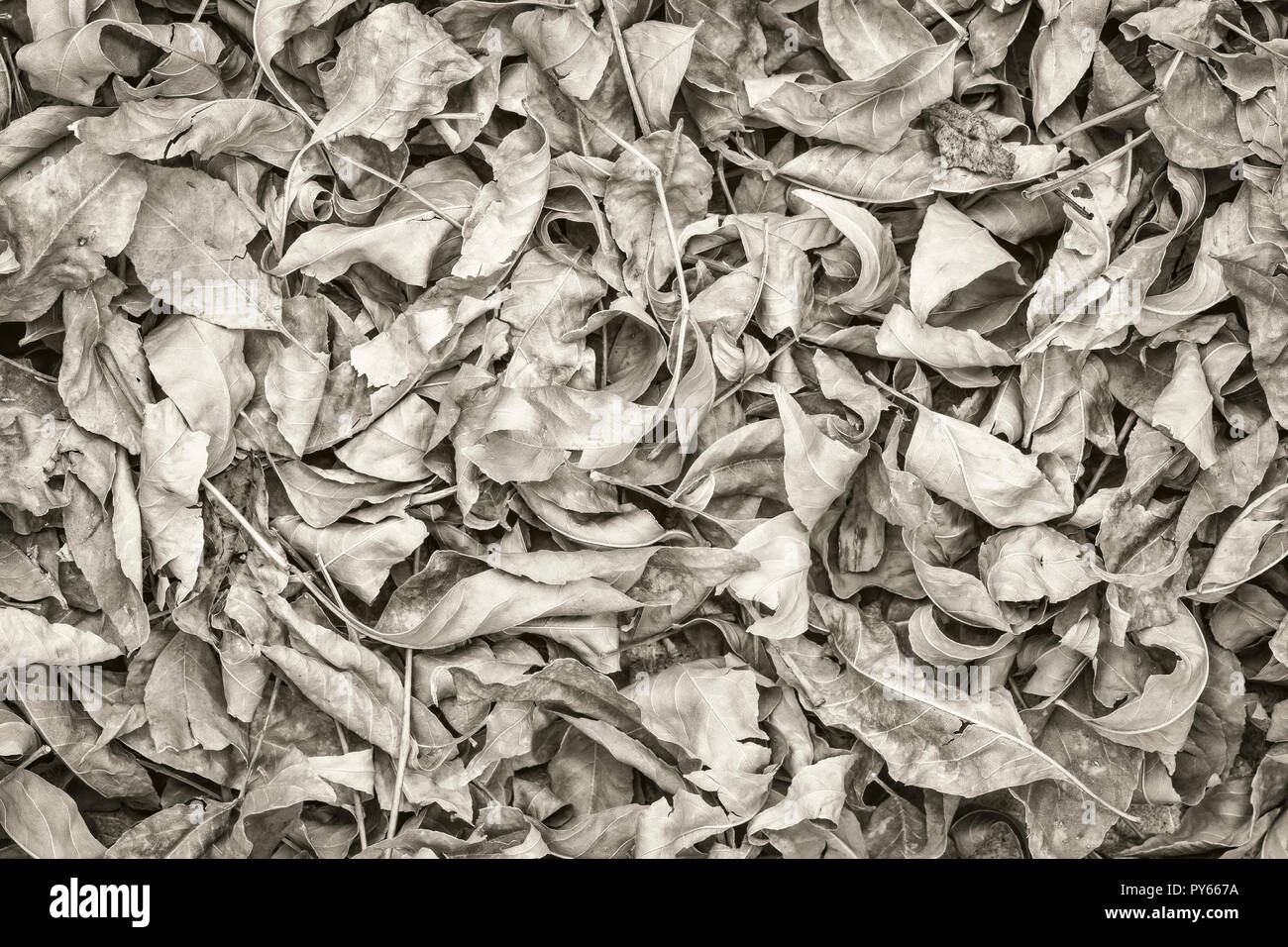 Fall dry leaves background and texture - top view, black and white ...