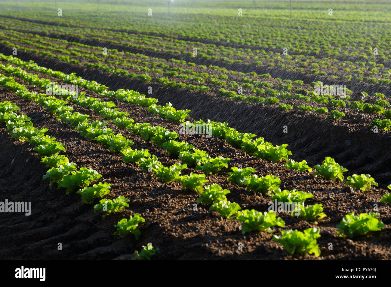 Lettuce farming closeup with water from sprayers spraying onto the ...