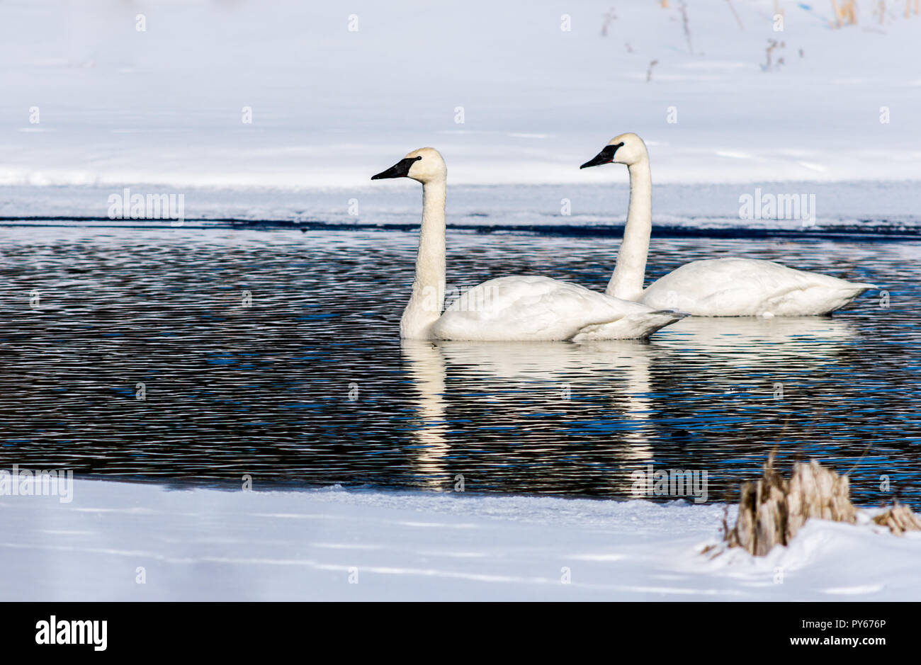 Swans Simming through narrow channel of ice Stock Photo - Alamy